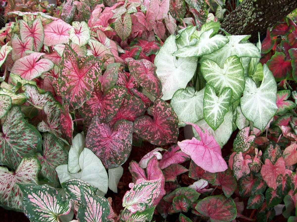 Amazon.com : (10) Spectacular Fancy Mix Caladium Bulbs, Root, Plant ...