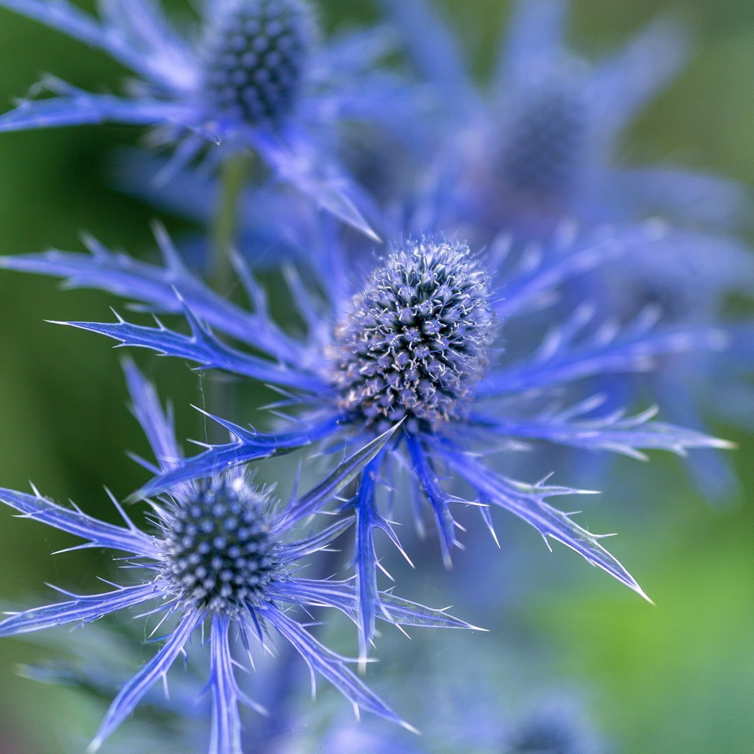 Amazon.com : KVITER 50 Blue Star Sea Holly Seeds (Eryngium Planum ...