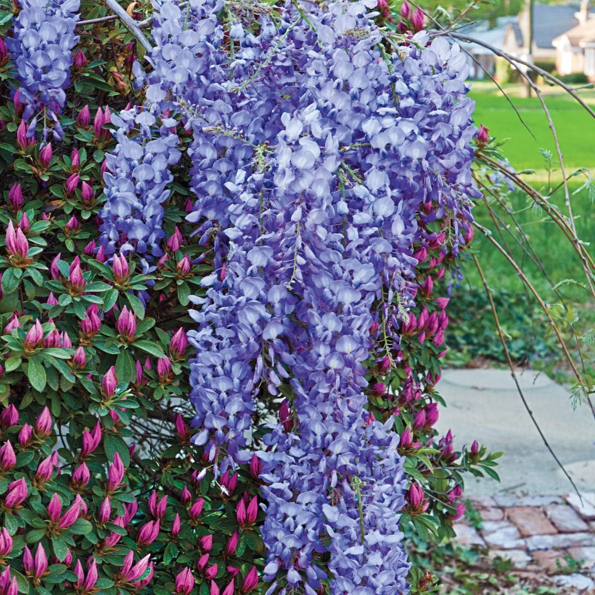 Amazon.com : Stunning Live 1 Potted Chinese Blue Weeping Wisteria Tree ...