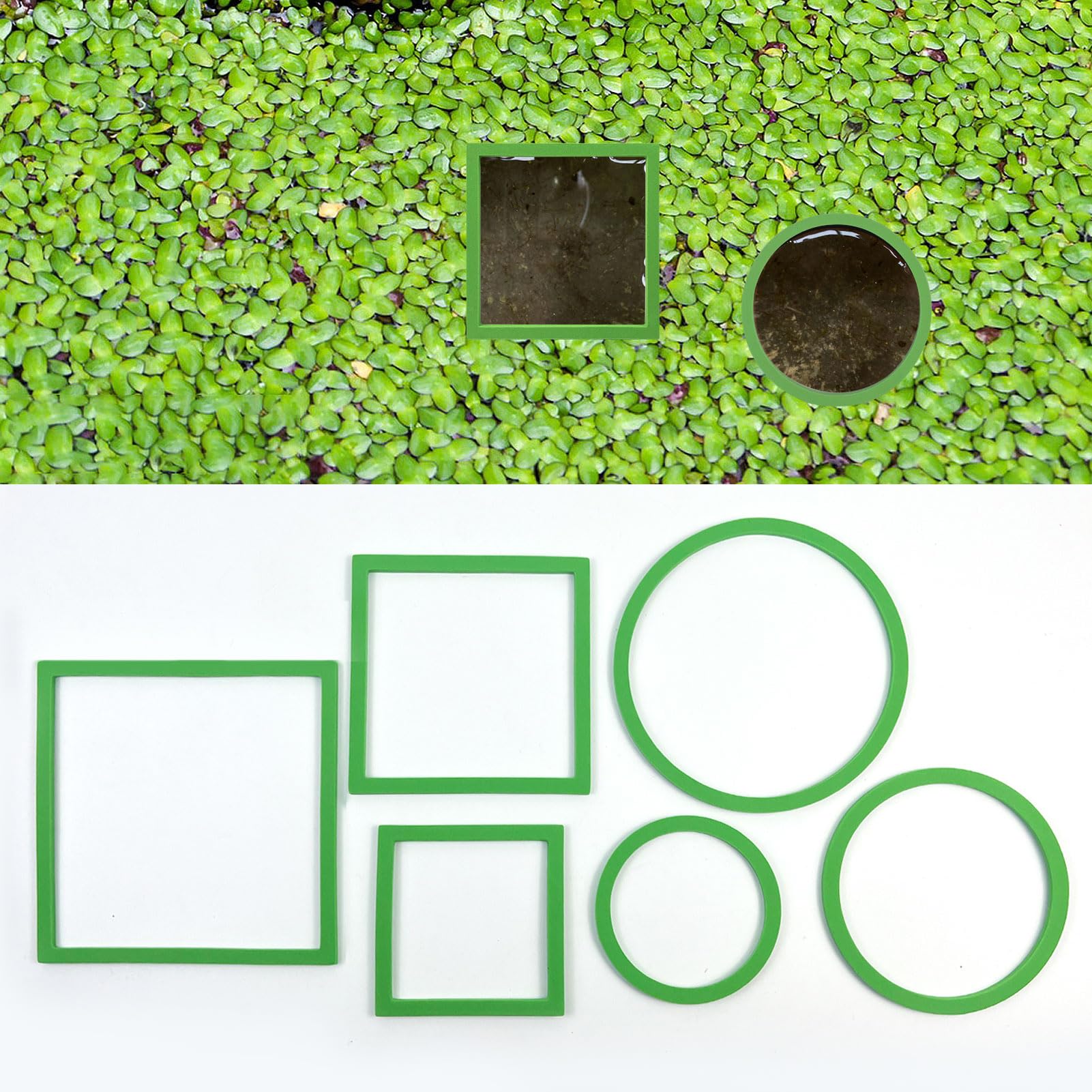 Snapklik.com : Upgrade Aquarium Floating Plant Rings, Fish Feeding ...