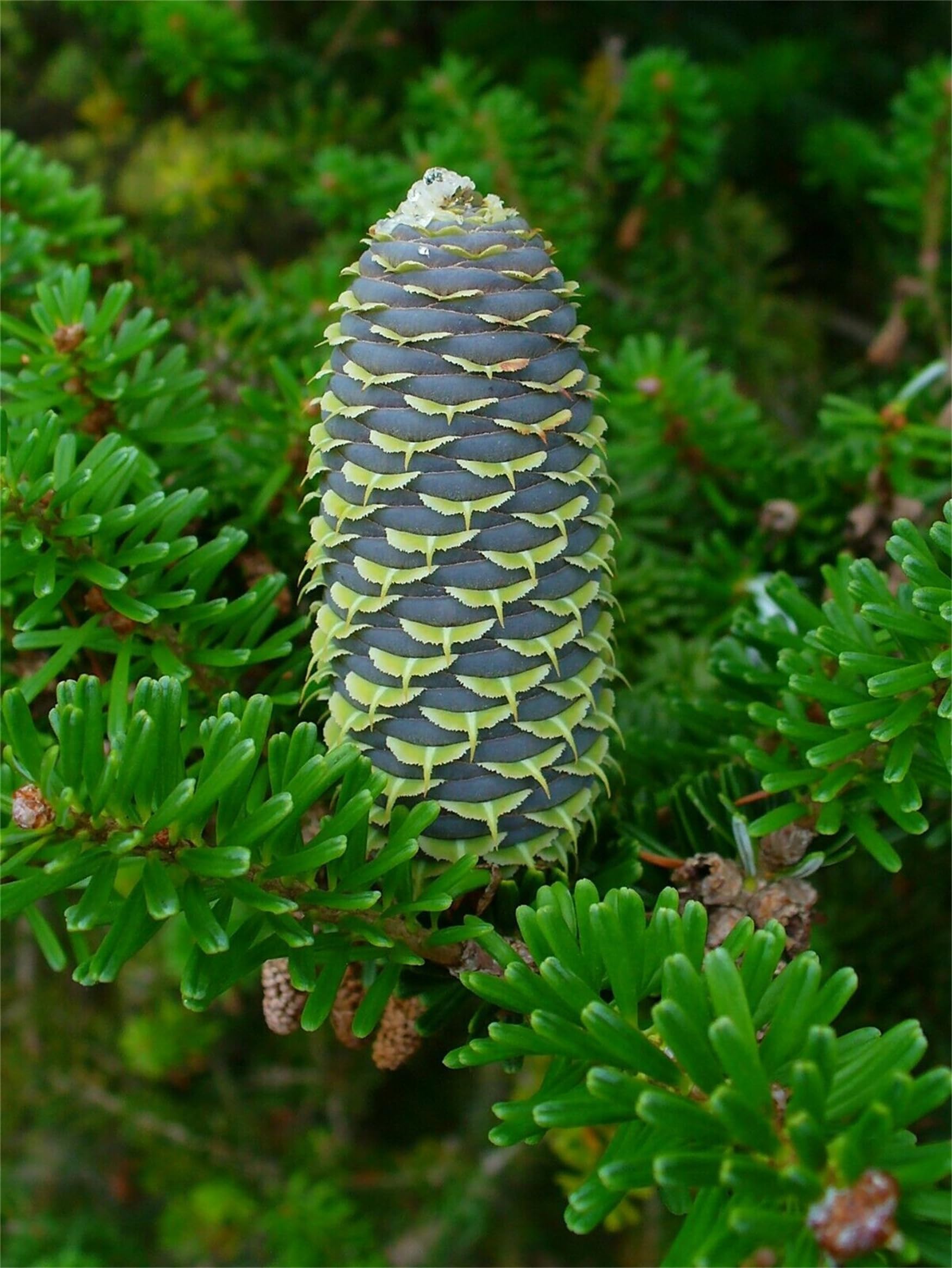 Amazon.com : Rare Plant Tree Seeds 30+ Korean Fir Seeds (Abies koreana ...