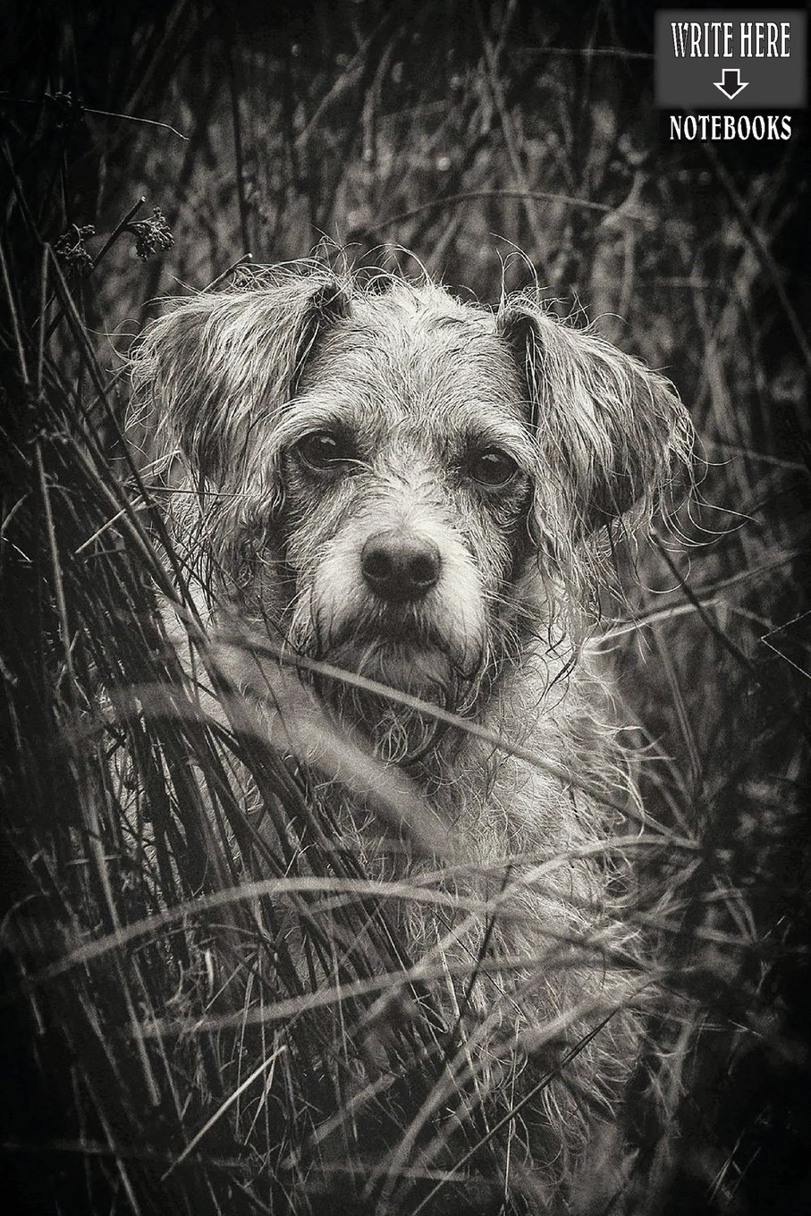 Write Here Notebooks: Dog Notebook / Journal 100 Pages of Lined Paper 6 ...