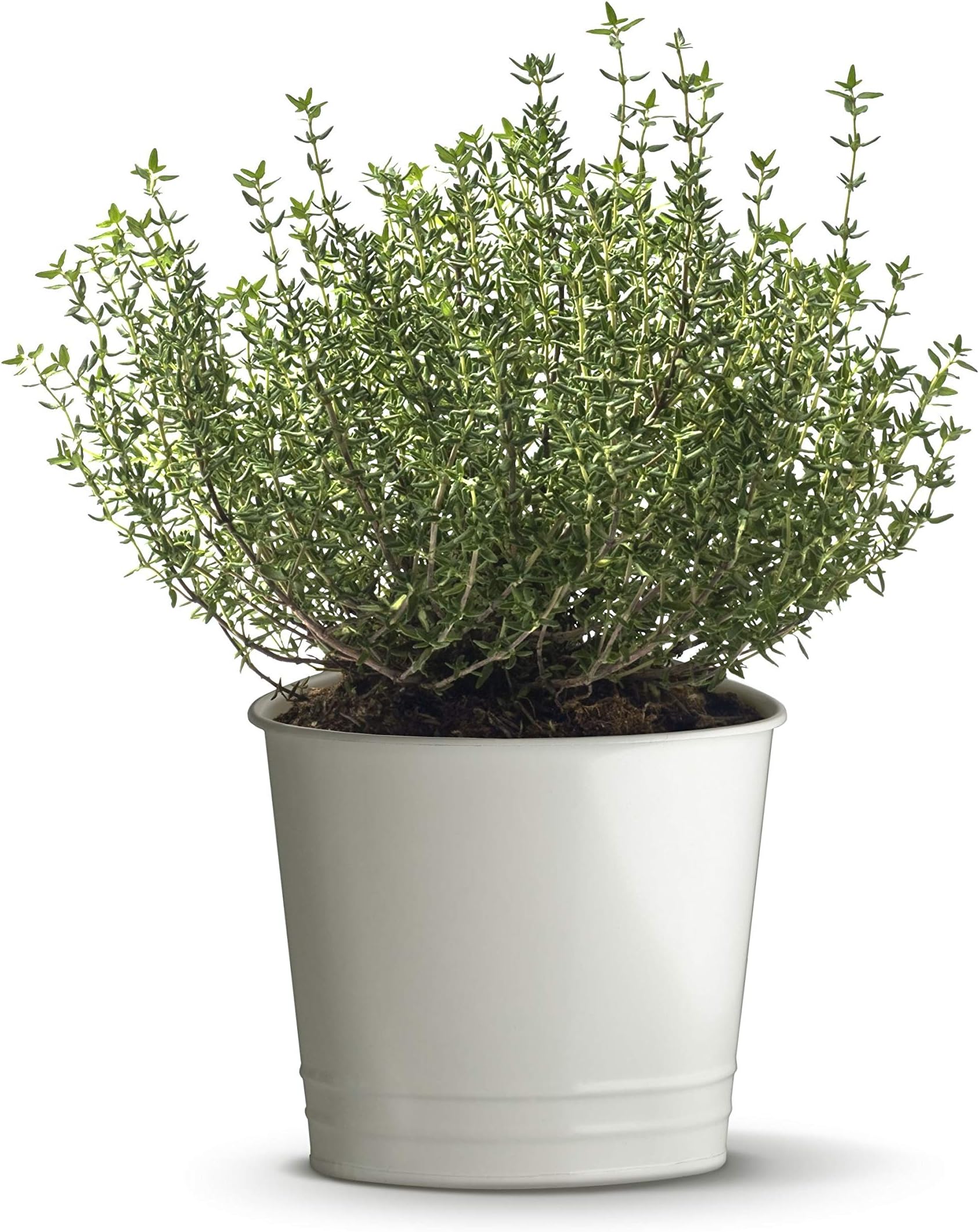 Amazon.com : Burpee 61564A Common Thyme Seeds : Patio, Lawn & Garden