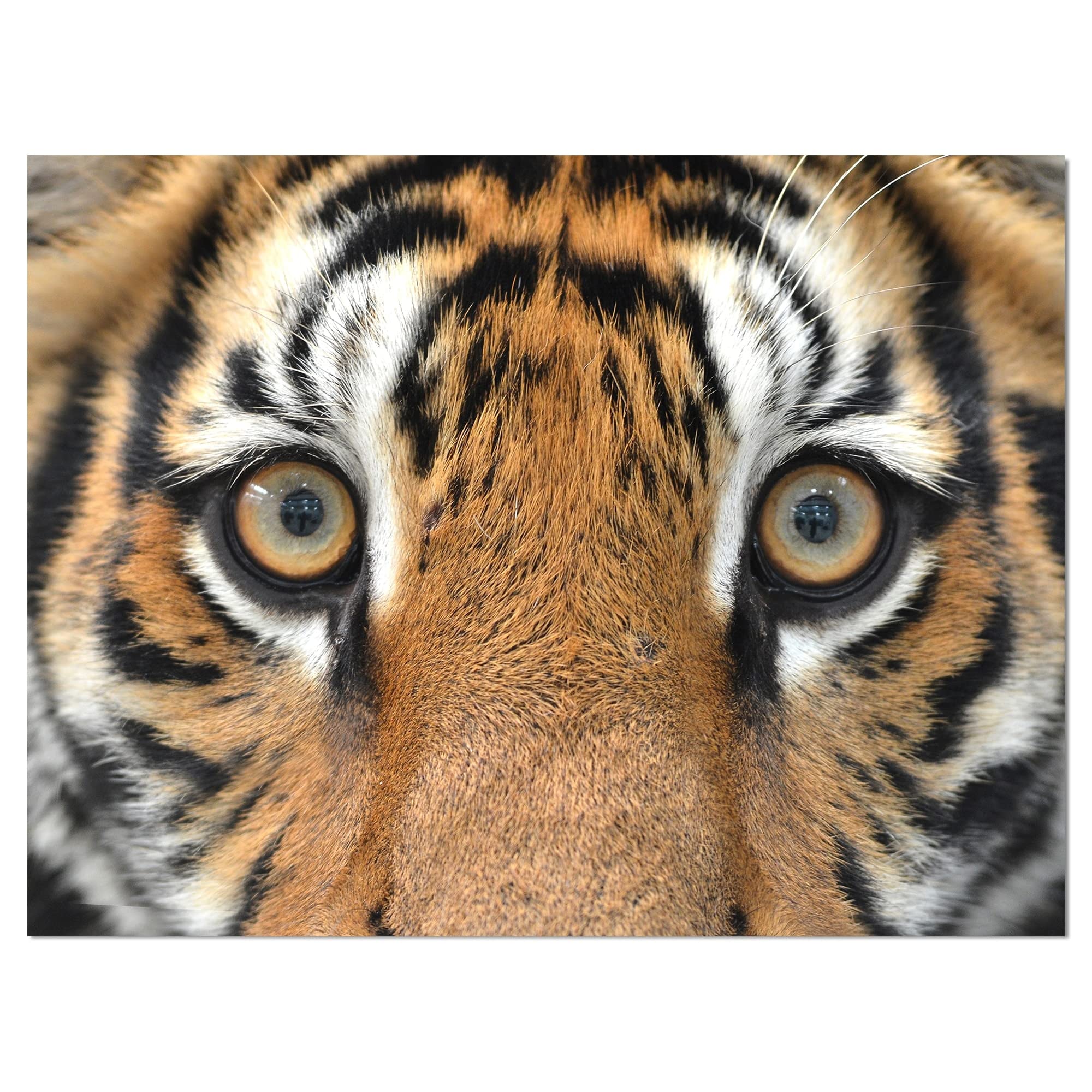 Bengal Tiger Eye