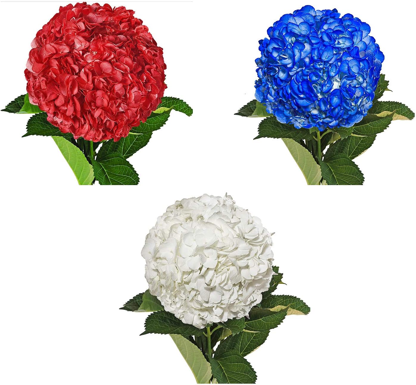 Amazon.com: Farm Fresh Natural Painted White, Red & Blue Hydrangeas ...