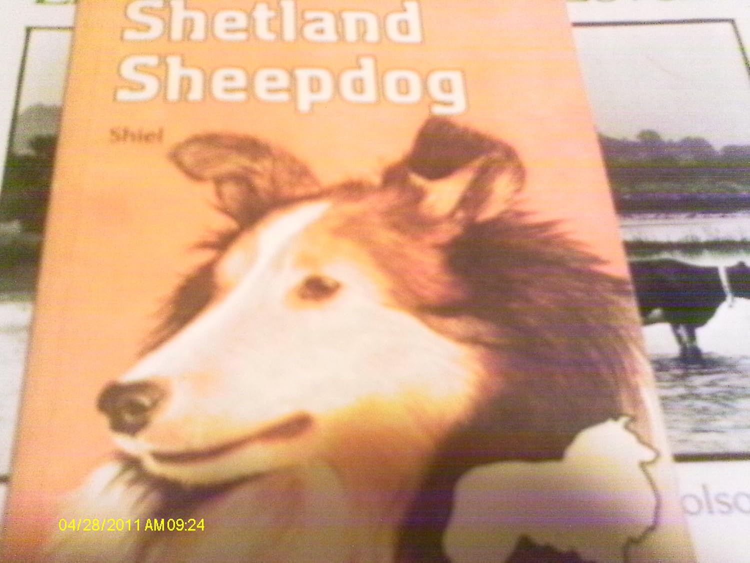 The Shetland sheepdog: Shiel: 9780702810053: Amazon.com: Books