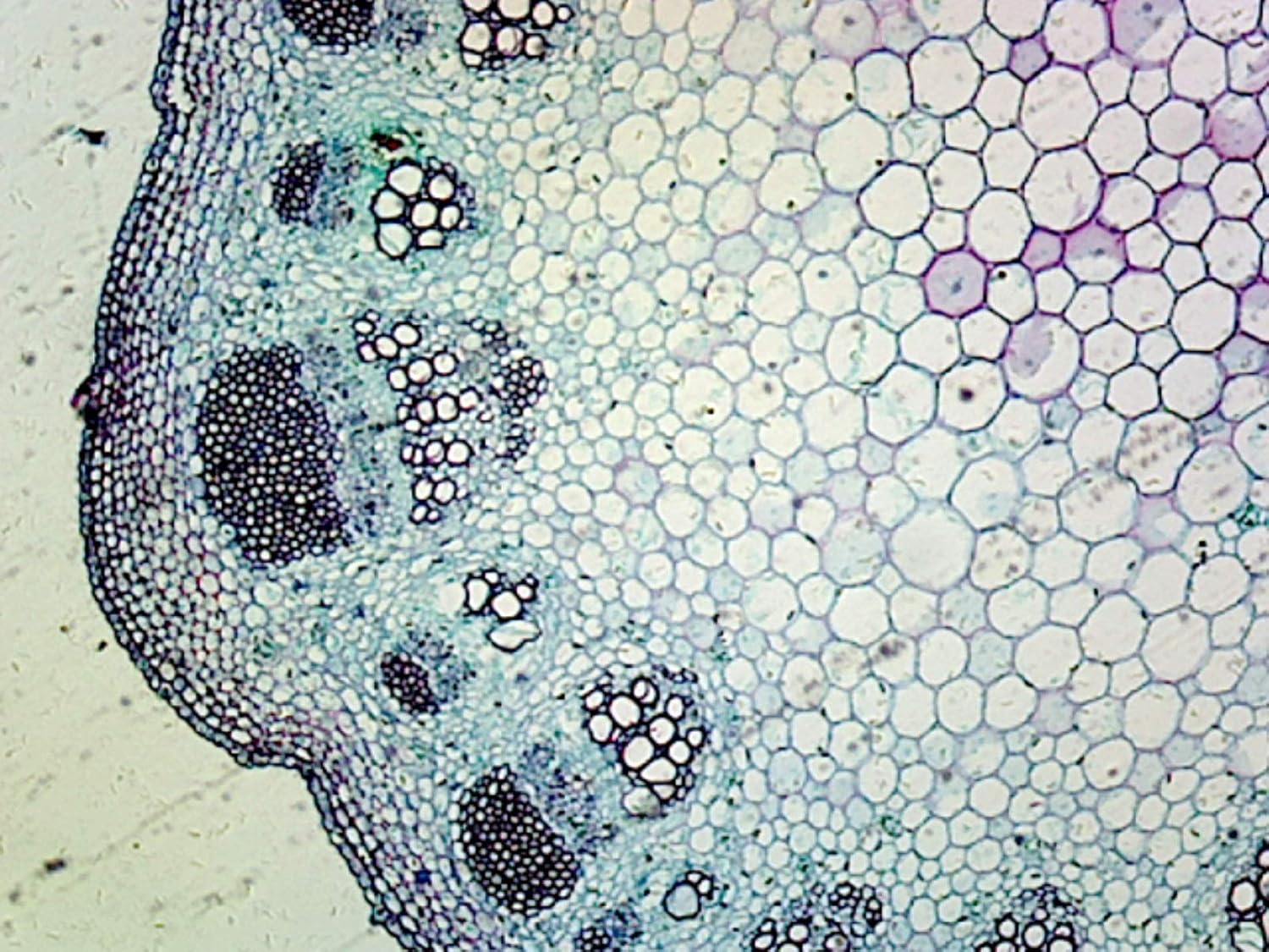 Typical Dicot Stems, Lavender Stem - Microscope Slide: Amazon.com ...