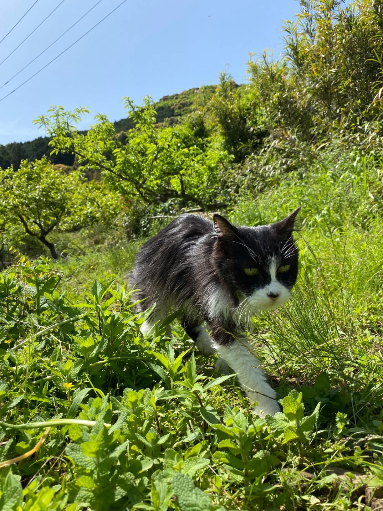 Amazon | AIM30 20歳を迎える室内猫用 腎臓の健康ケア 600g | AIM30 | ドライ 通販