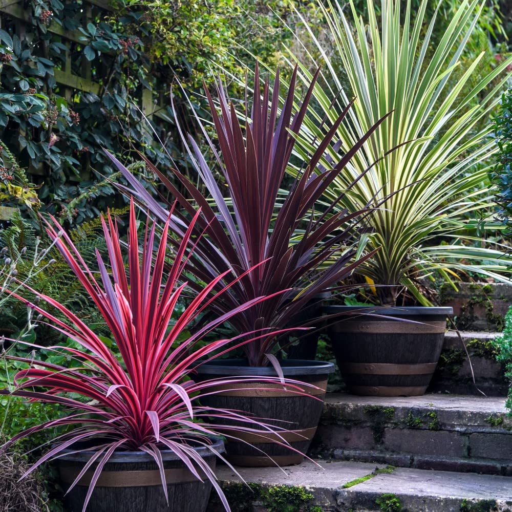 Cordyline Trio Australis Cabbage Palm Hardy Shrub Colourful Summer ...