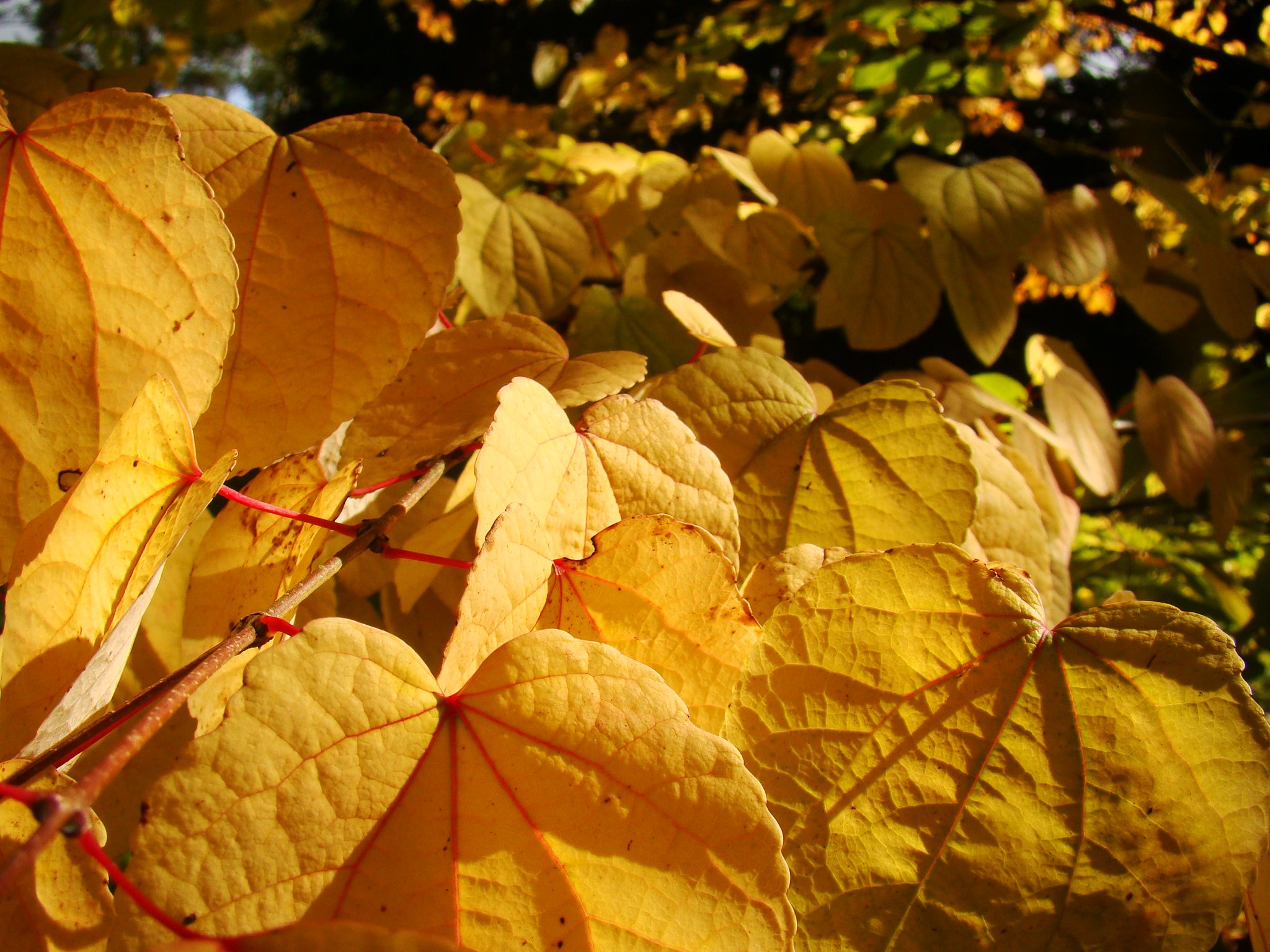 Katsura Tree Cercidiphyllum japonicum, Hardy Tree with Stunning Colours ...