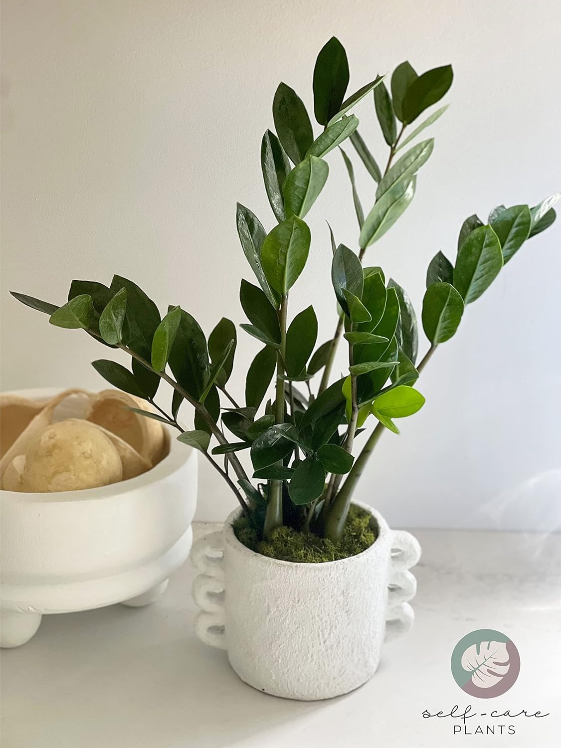 Nature’s Way Farms ZZ – Planta viva (15-25 pulgadas de alto) en maceta ...