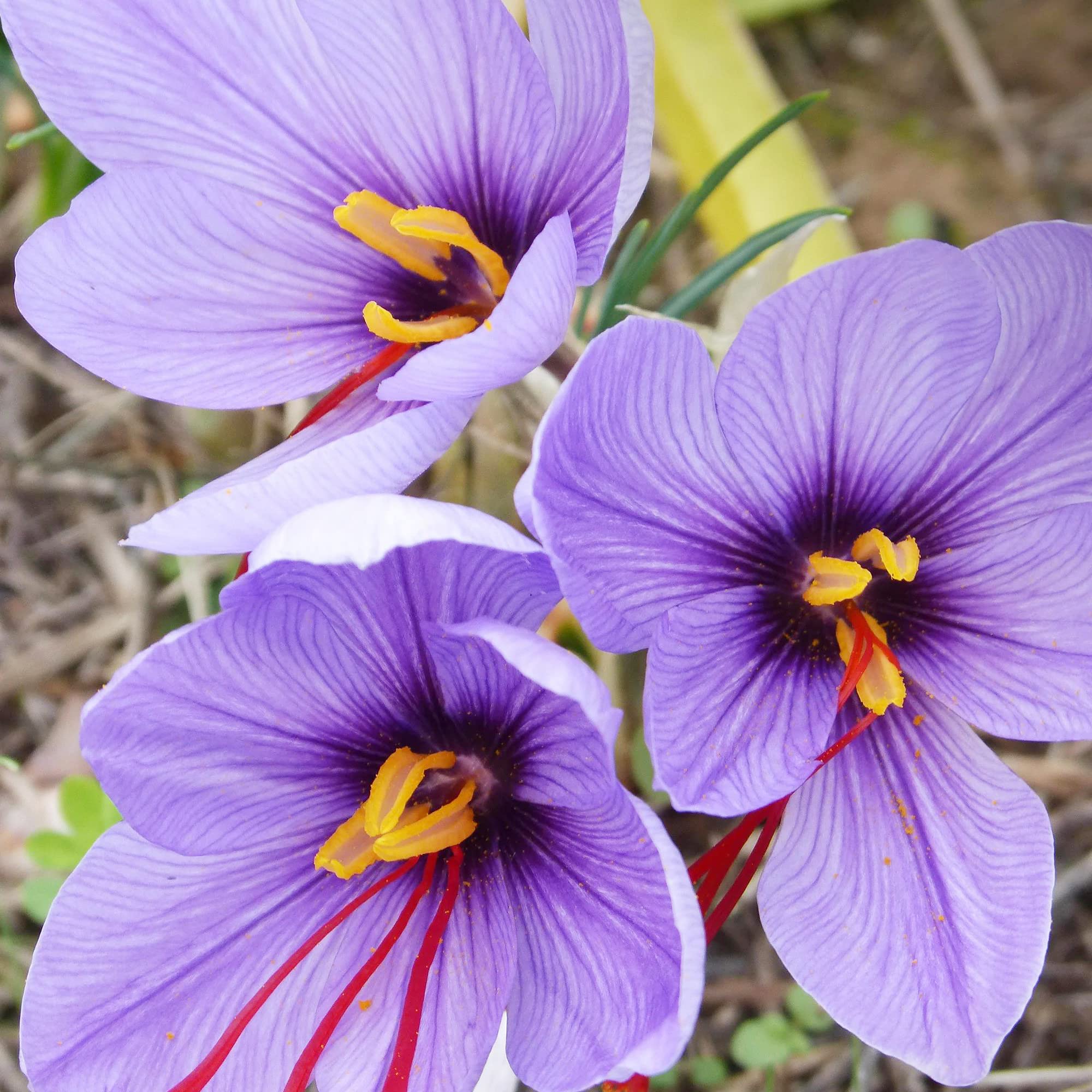 Saffron Flower