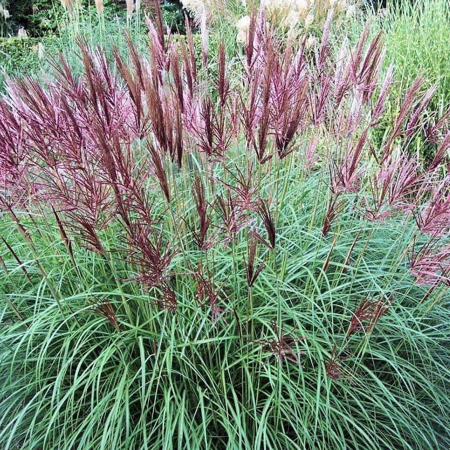 Miscanthus sinensis Ferner Osten | 9cm Potted Plant | Perennial Grass ...