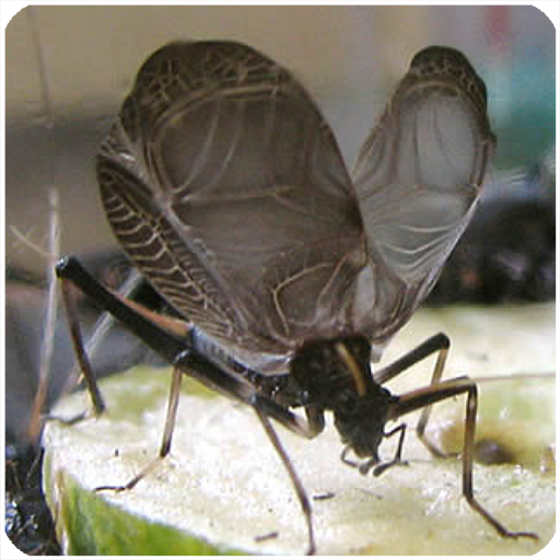 Suzumushi(bell cricket) Sounds - App on Amazon Appstore