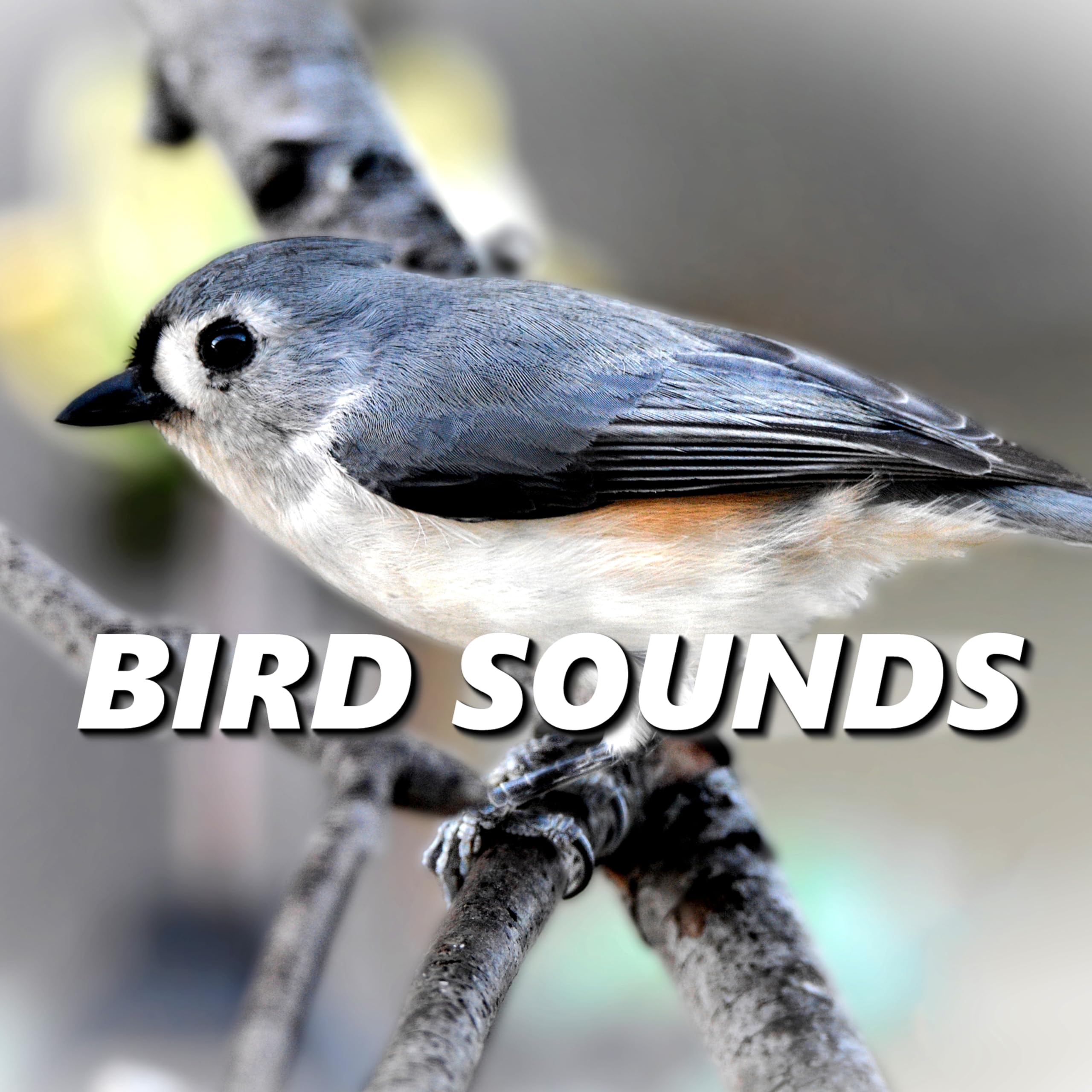 Chickadees Sounds song by Bird Sounds 2016, Bird Sounds & Nature Bird ...
