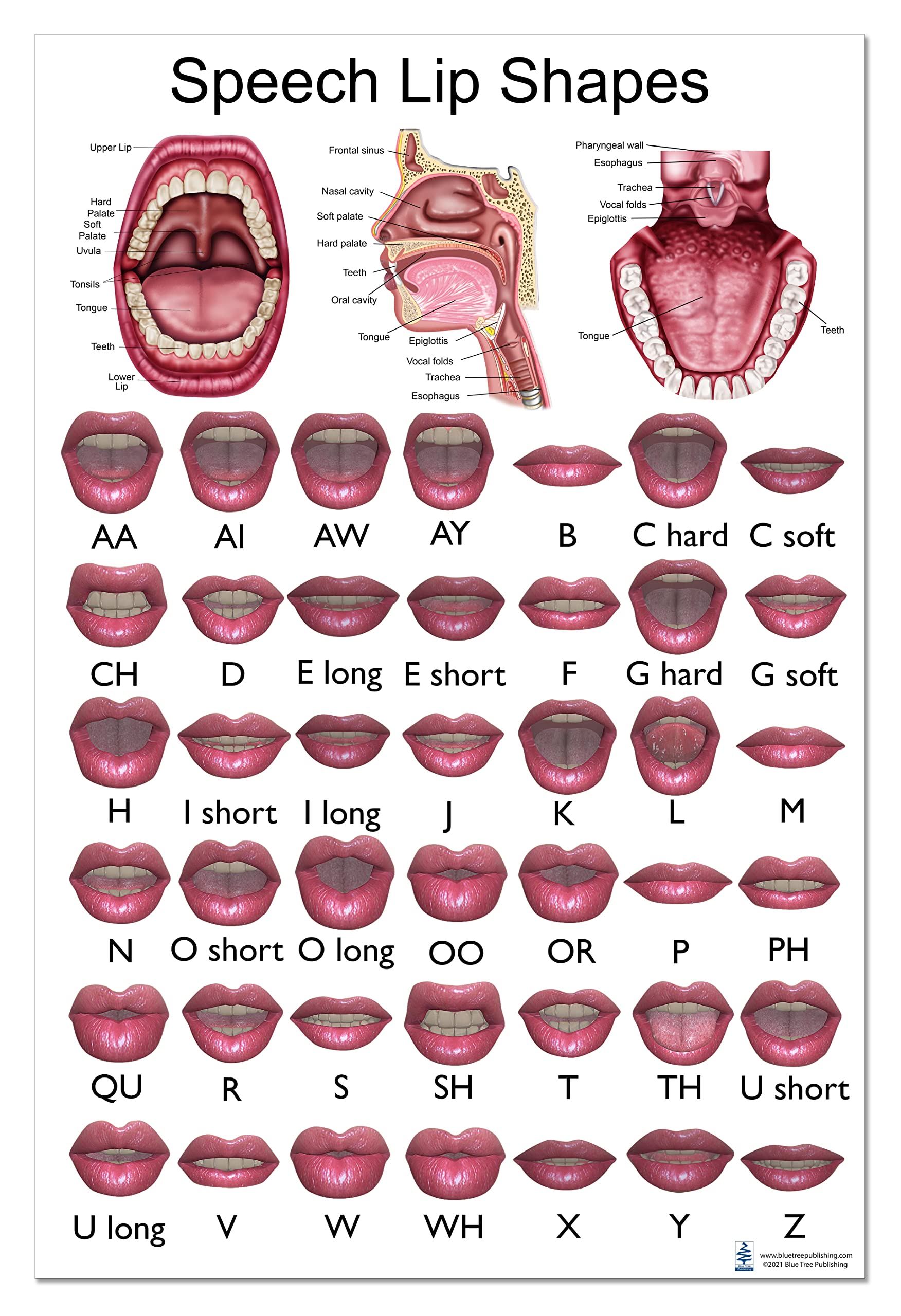 Lip Chart