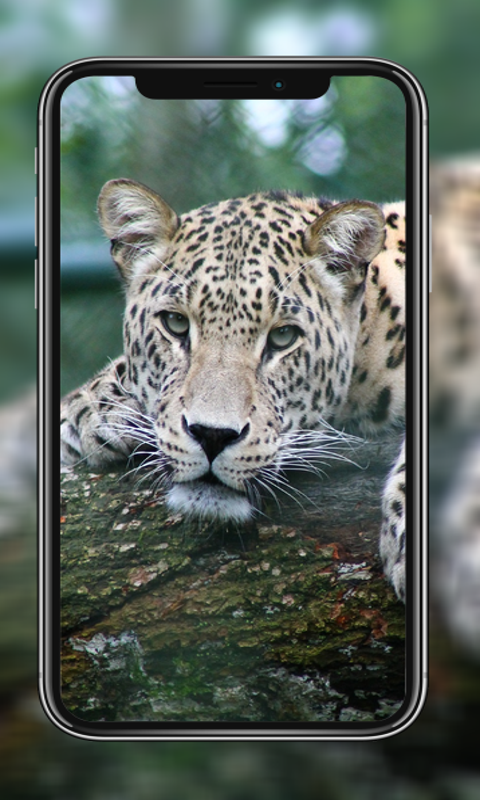 Wild Life Wallpaper HD - App on Amazon Appstore