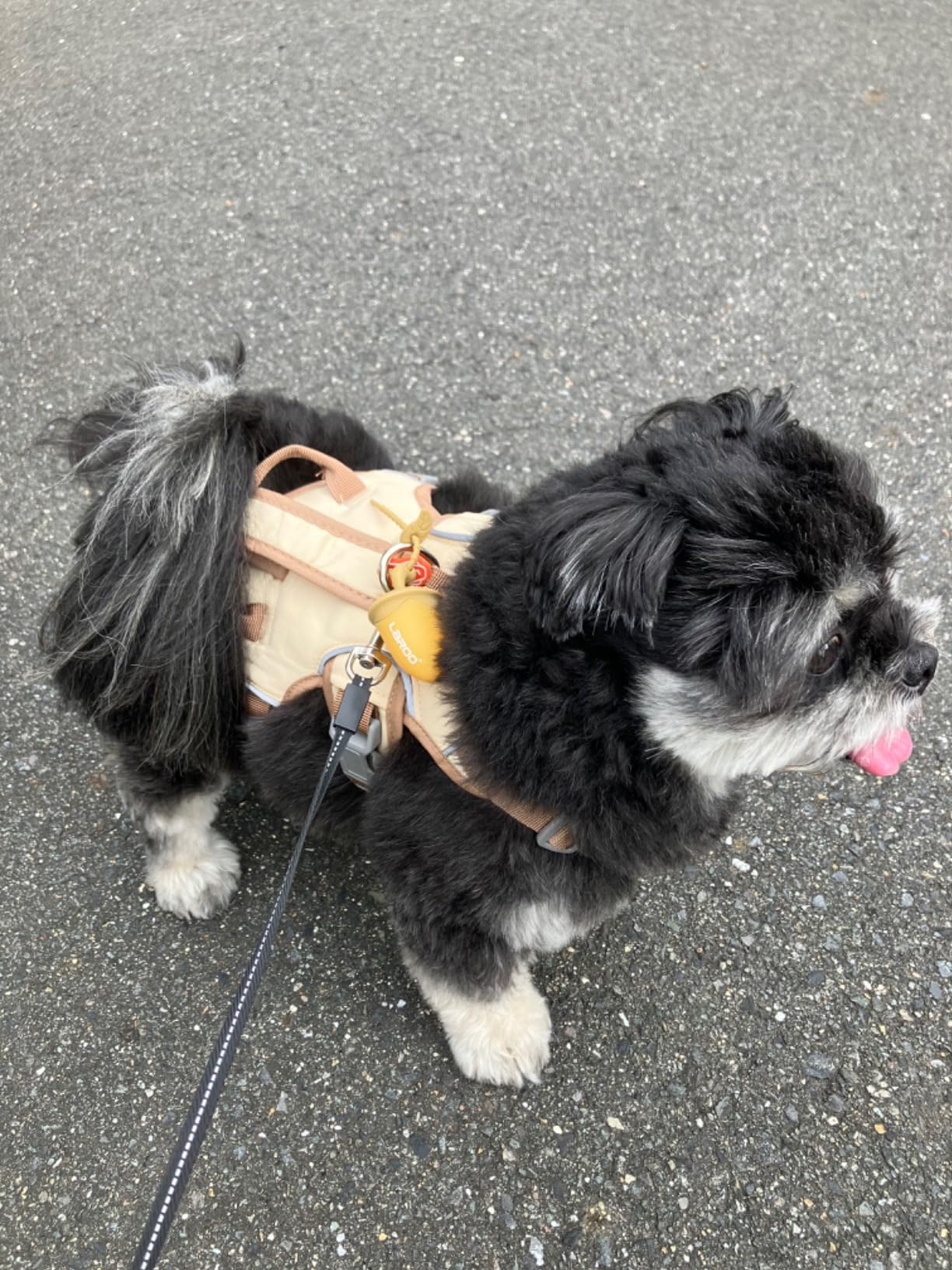 Amazon | Maio Benri 犬 ハーネス ハーネス中型犬 大型犬 小型犬 抜けないハーネス 犬リード ハーネス ソフトハーネス 引っ張り防止ハーネス ハーネスベルト 後ずさり抜け ...