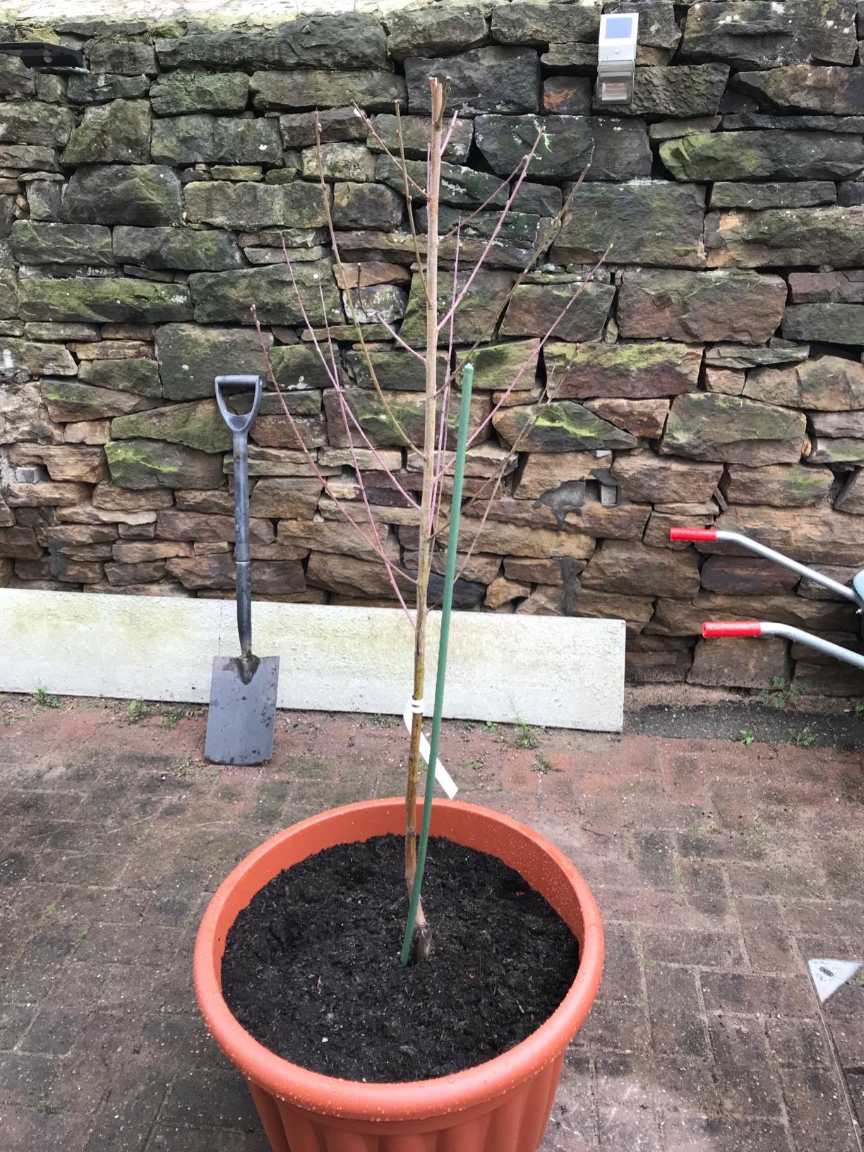 You Garden - Peach 'Redhaven' Bare Root Tree - Grow Your Own Fruit ...