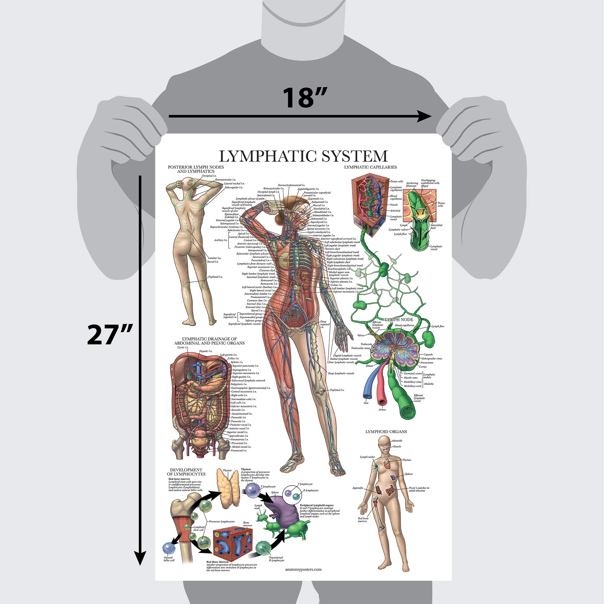 Laminated Lymphatic System Anatomical Poster - Lymphatic Anatomy Chart ...