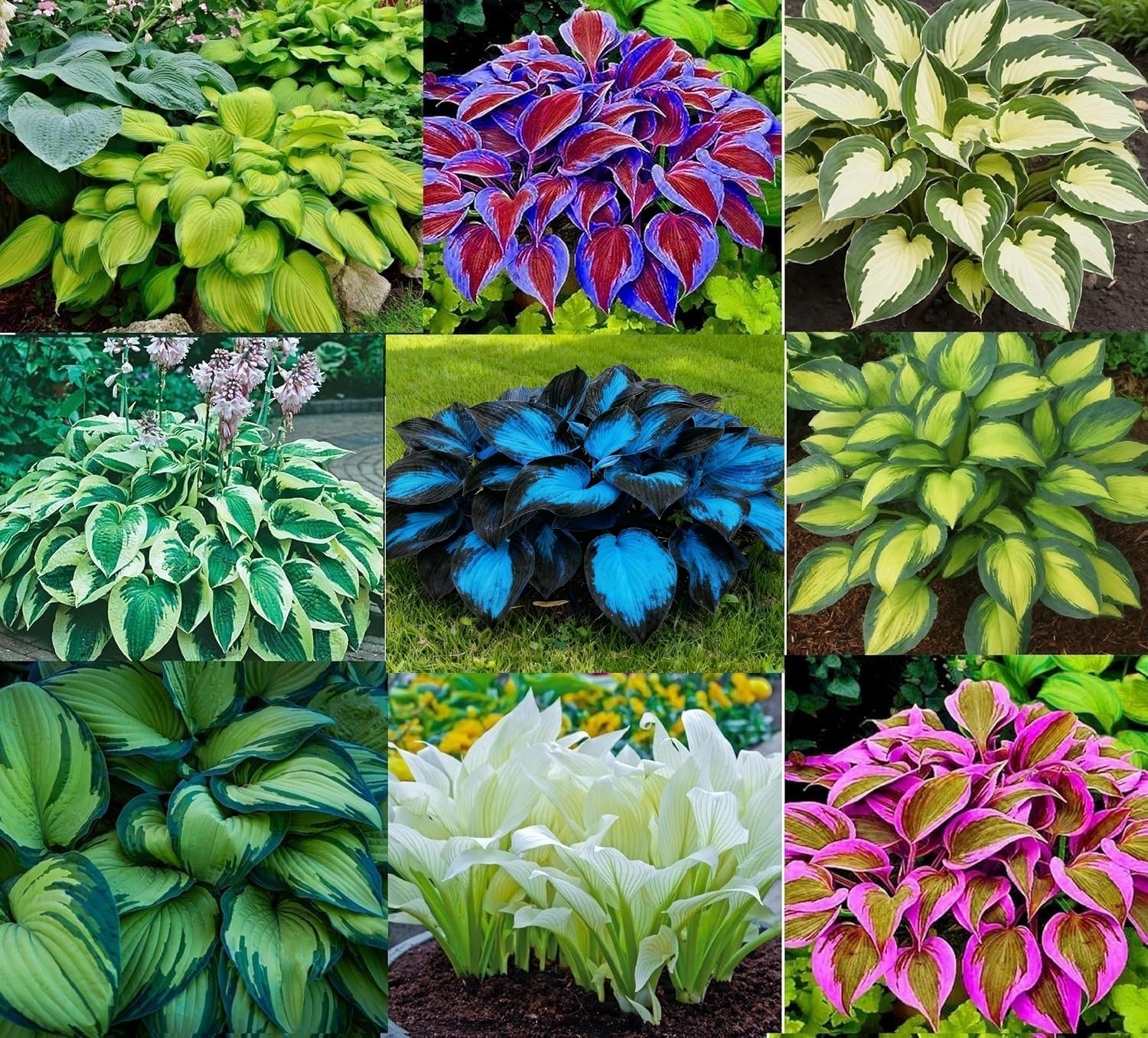 5 Best Earth Angel Hosta | Spread Wider Than Expected