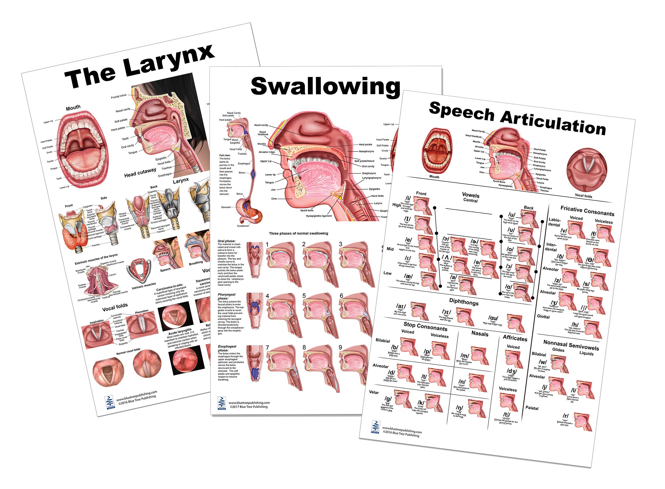 Anatomy Of Articulation Definition & Meaning Of "Articulation"