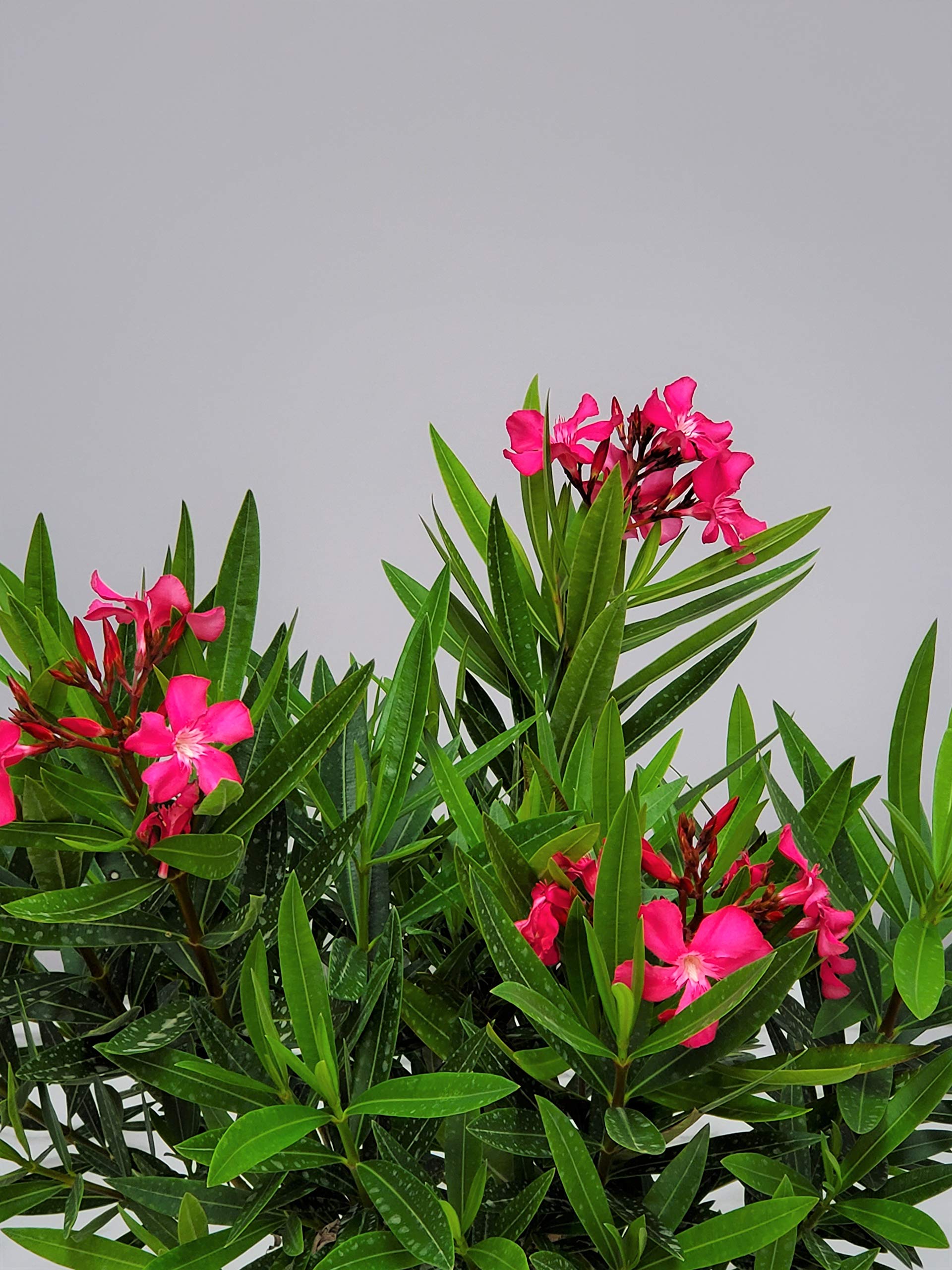South Florida Oleander Plant Oleander 'Calypso' | PlantVine