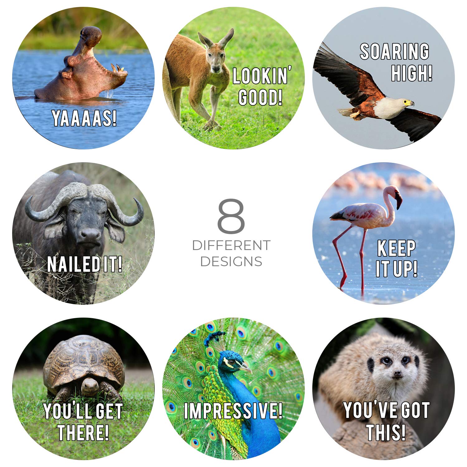 Snapklik.com : Motivational Animal Stickers / 500 Students Patients ...