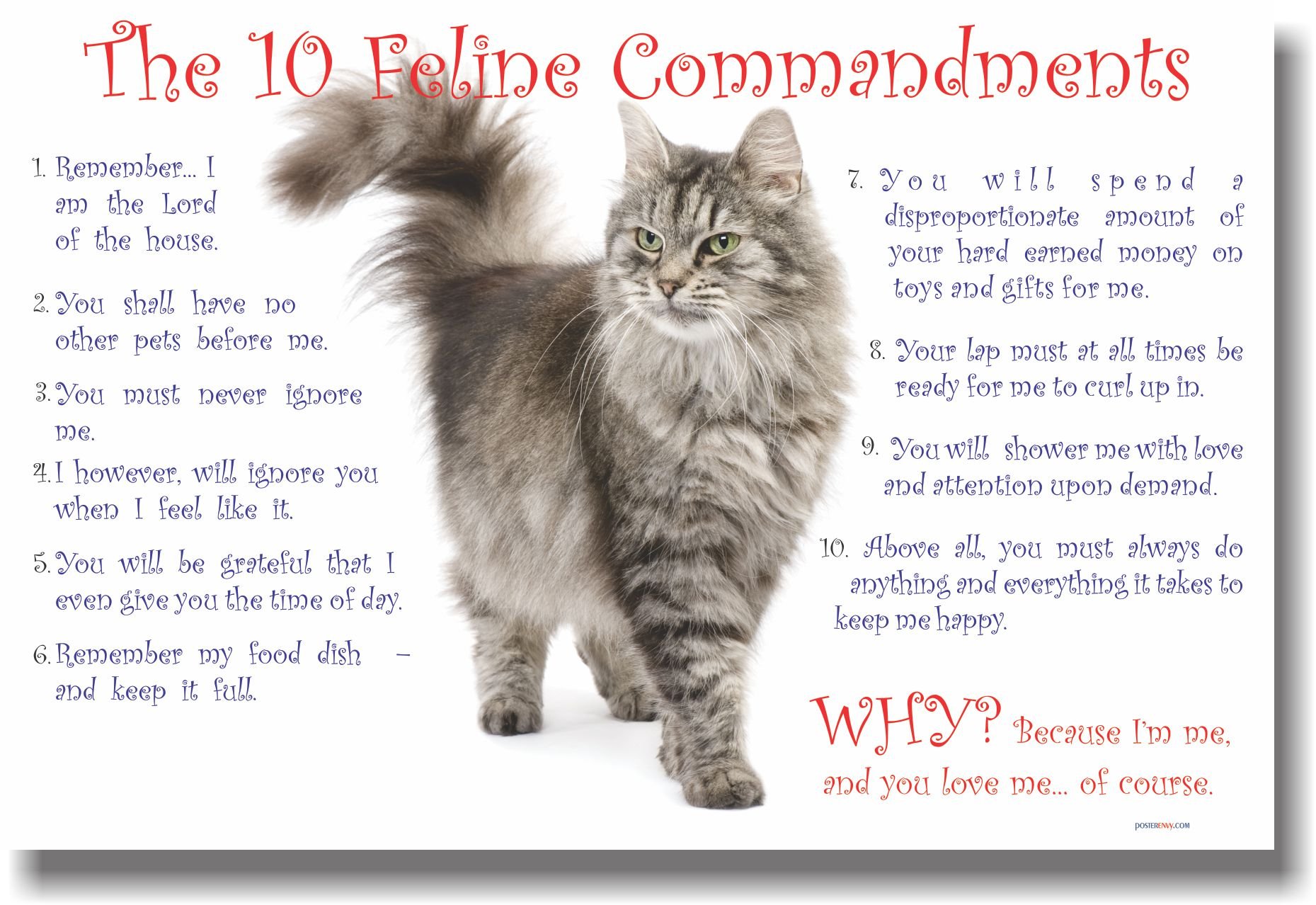 Amazon.com: 10 Feline Commandments - Humor Poster: Prints: Posters & Prints
