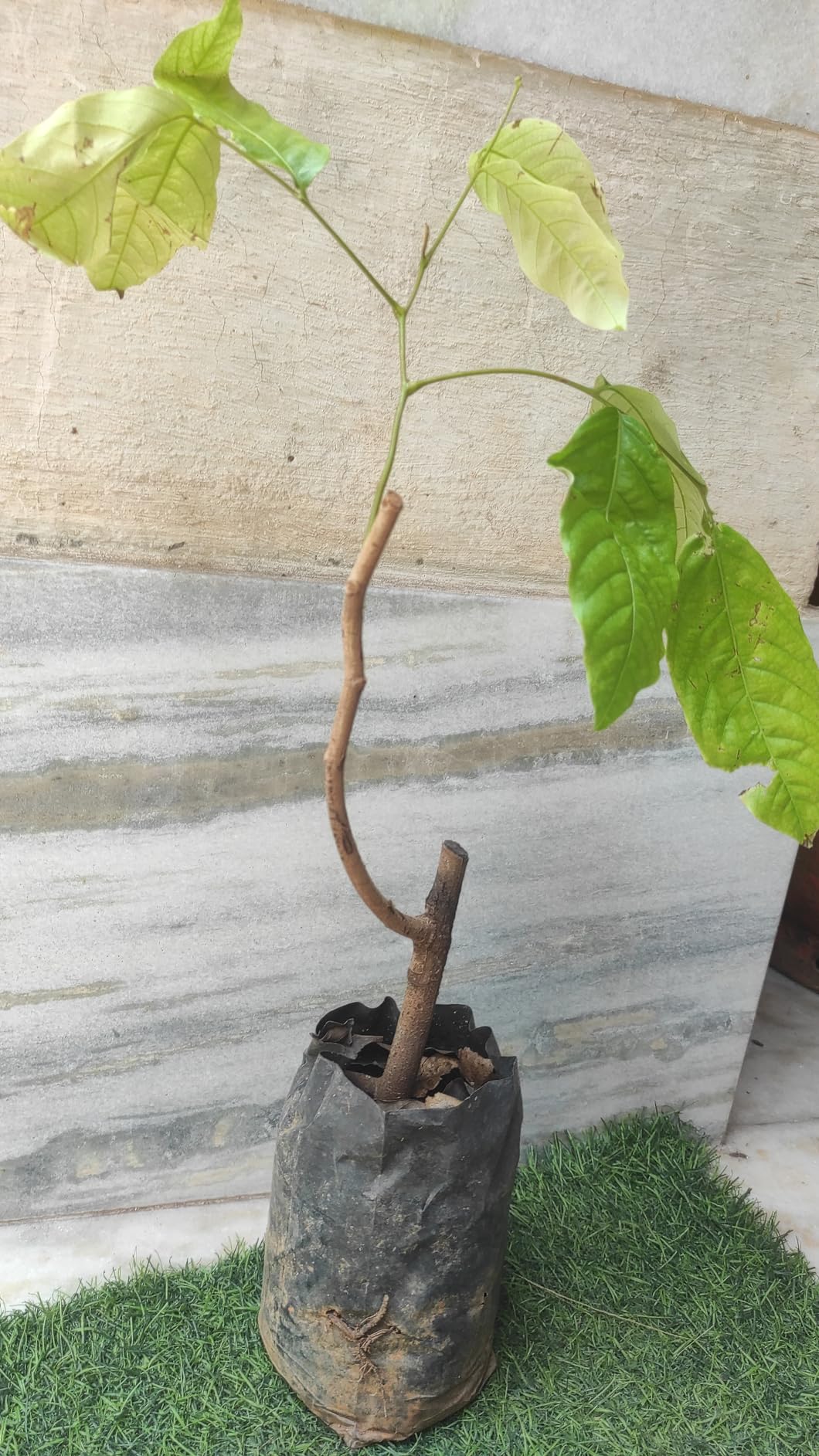 M-Tech Gardens Rare Rambutan (E35 Yellow, Bud Grafted) Exotic 1 Live ...