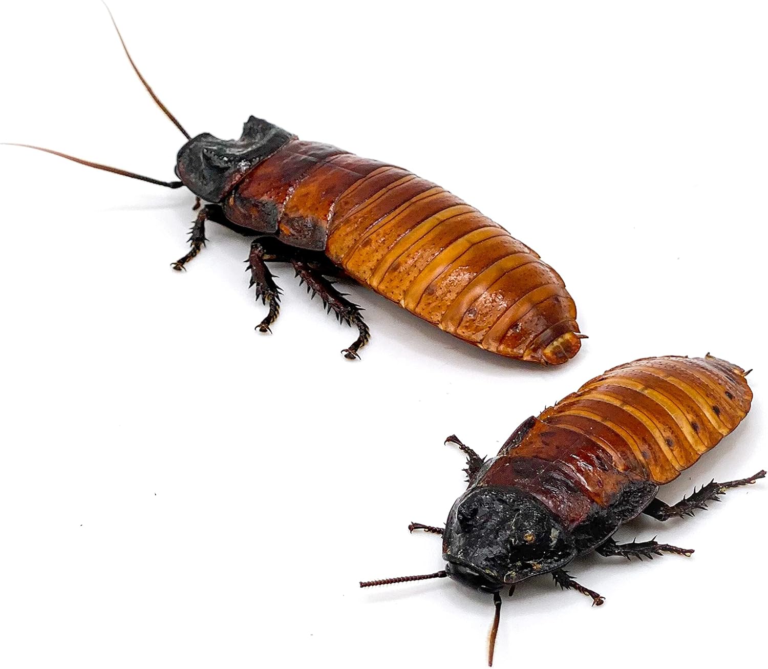 Creation Cultivated - Madagascar Hissing Cockroach Philippines | Ubuy