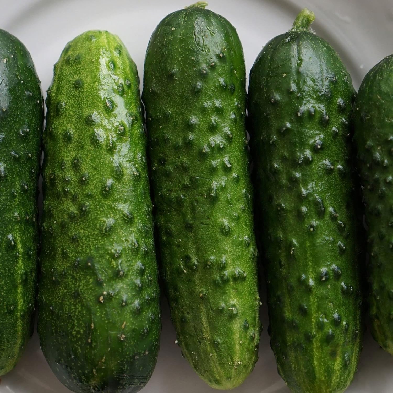 Amazon.com : Pioneer F1 Hybrid Cucumber Seeds 1 Oz 1,000 Seeds ...