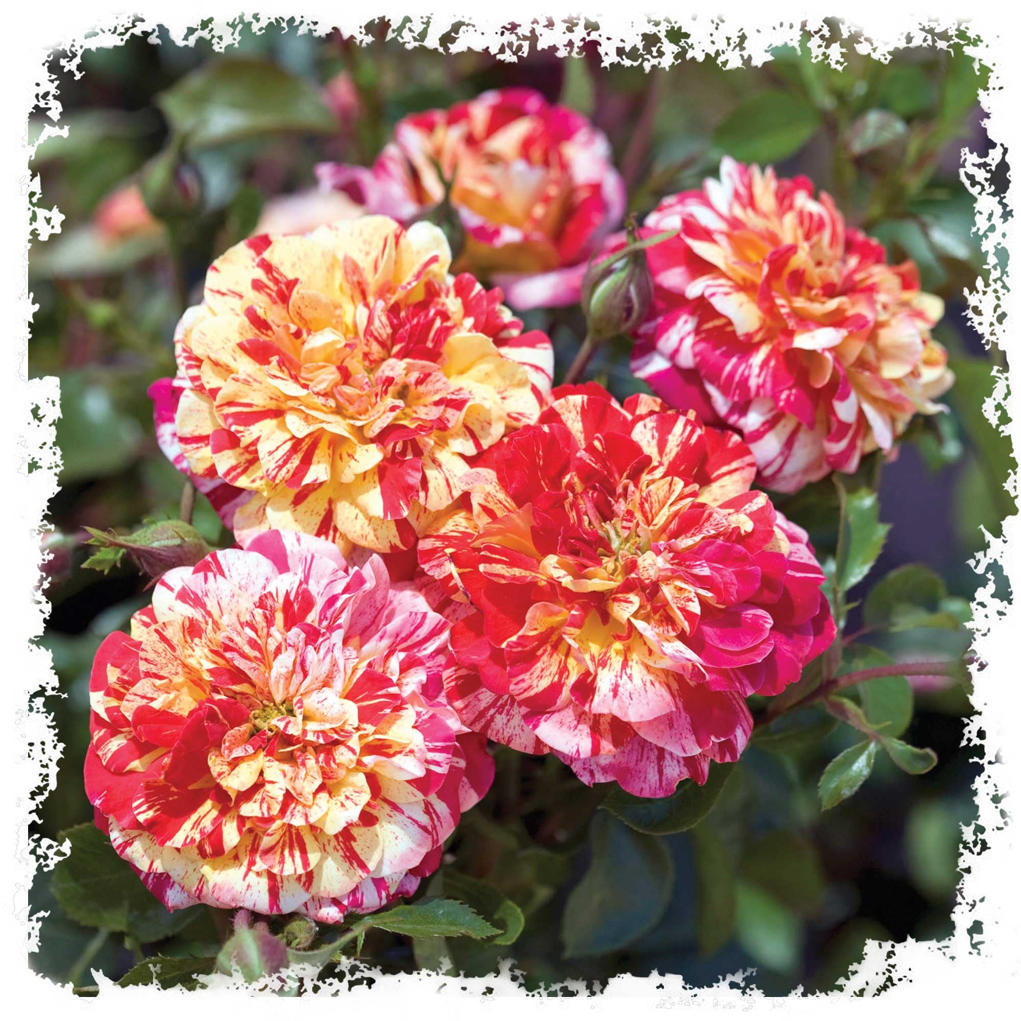 7 Best Red Hybrid Tea Rose | Fragrance That Fills Your Garden