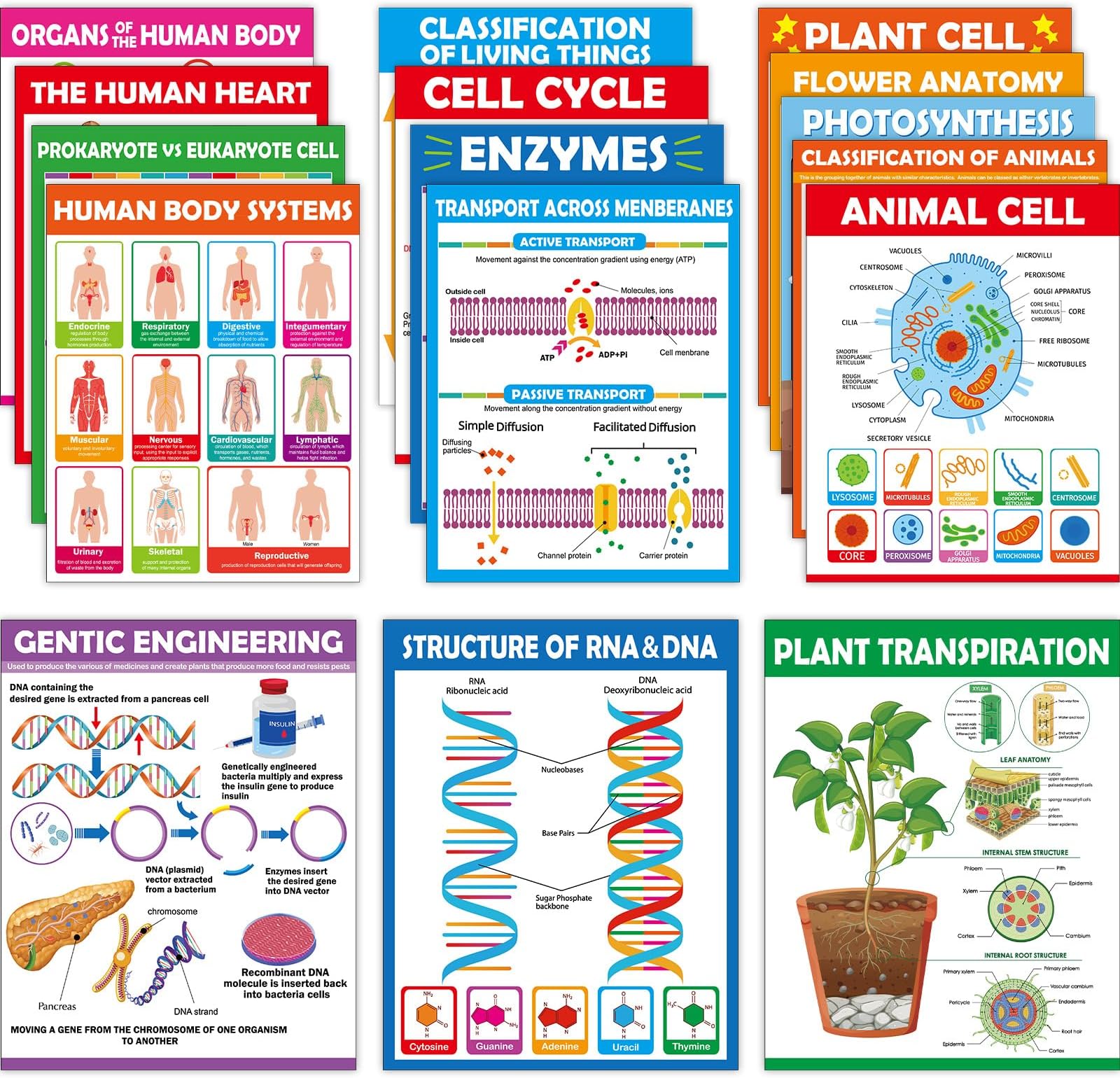 Amazon.com: Cell Structures Science Classroom Poster - EXTRA LARGE 33 ...