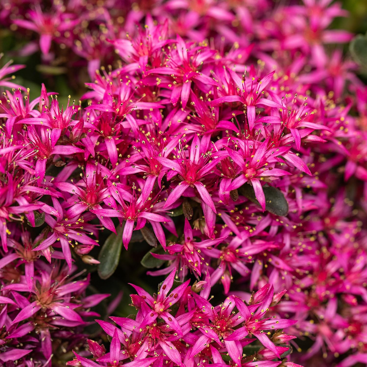 BALDUR Garten Sedum Sun Sparkler® Sedoro Blue Elf, 2 Pflanzen Fetthenne ...