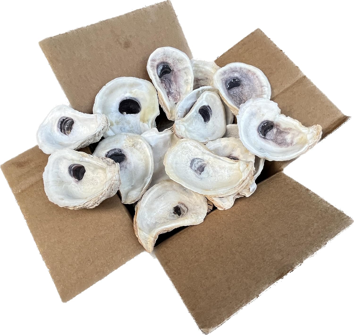 Amazon.com: Oyster Oasis | Oyster Shells 2"-3" | 24 Pieces • Free Two ...
