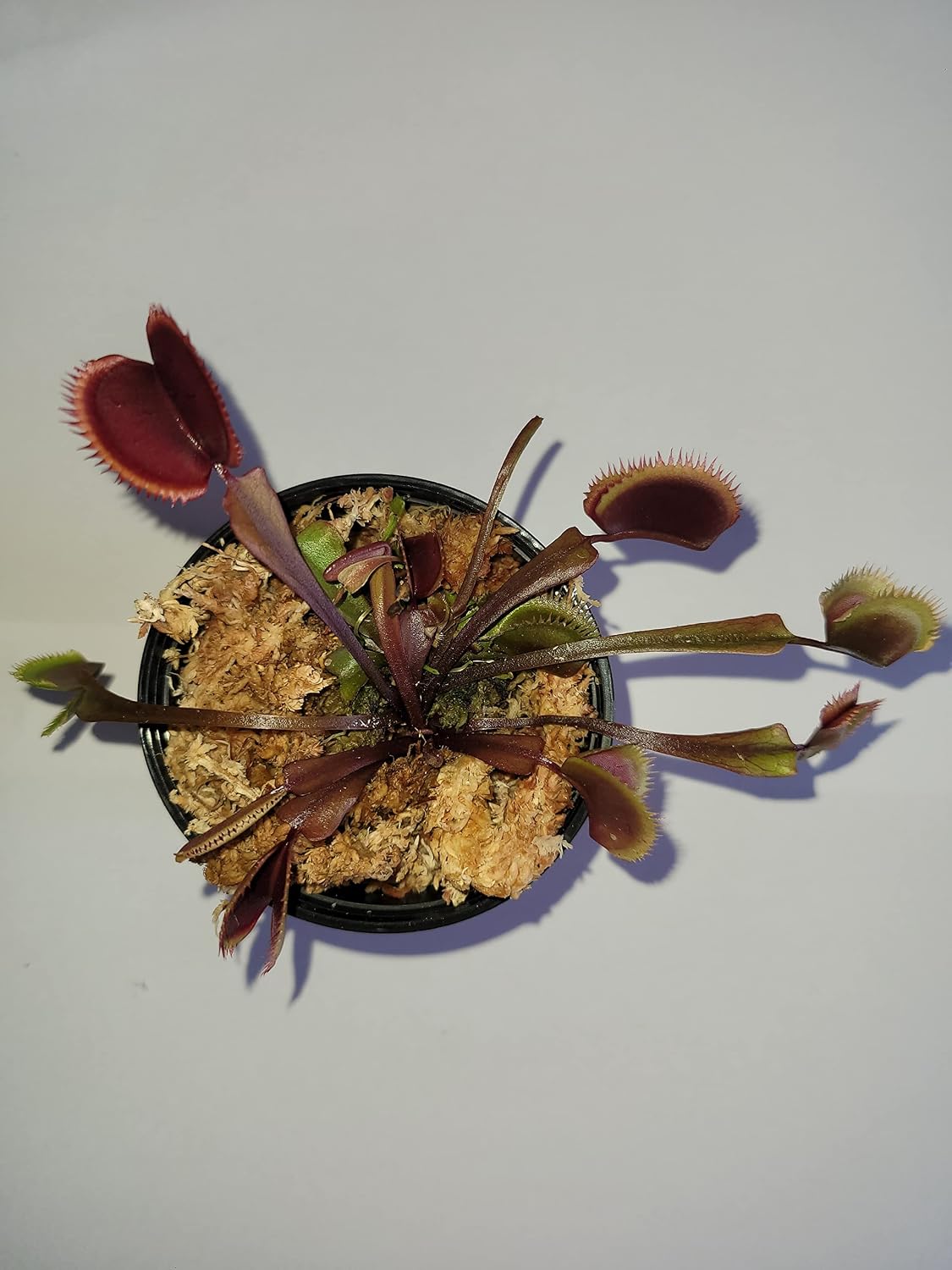 Amazon.com : Large Sized Red Venus Flytrap (Fly Trap Carnivorous Plants ...