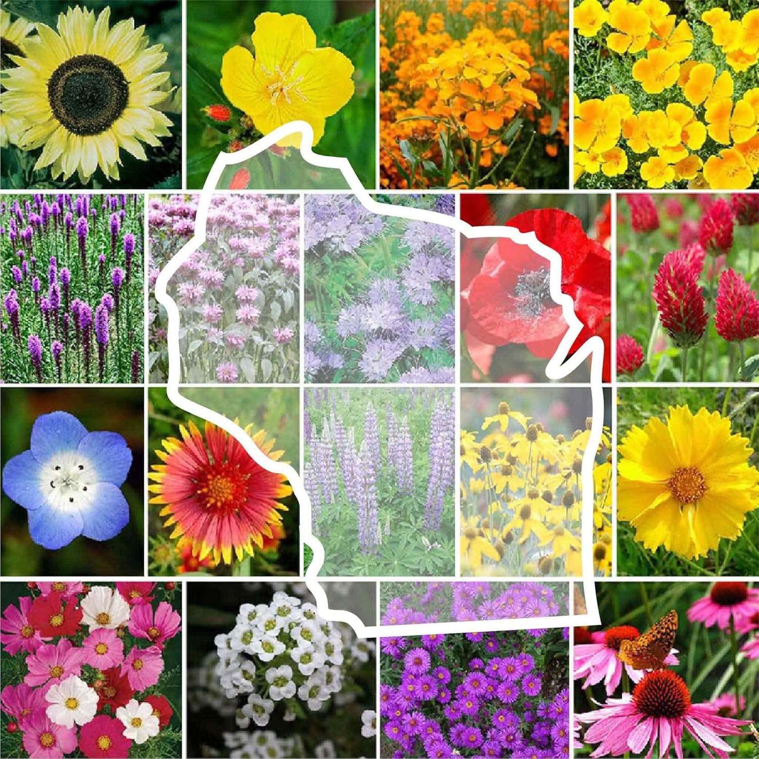 Amazon.com : Eden Brothers Wisconsin Wildflower Mixed Seeds for ...