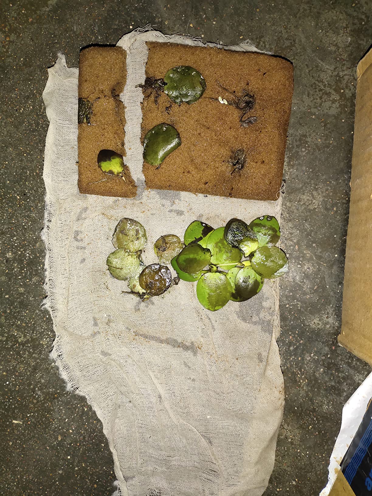 Natural Agrocare Frogbit/Limnobium laevigatum Aquarium live plants ...