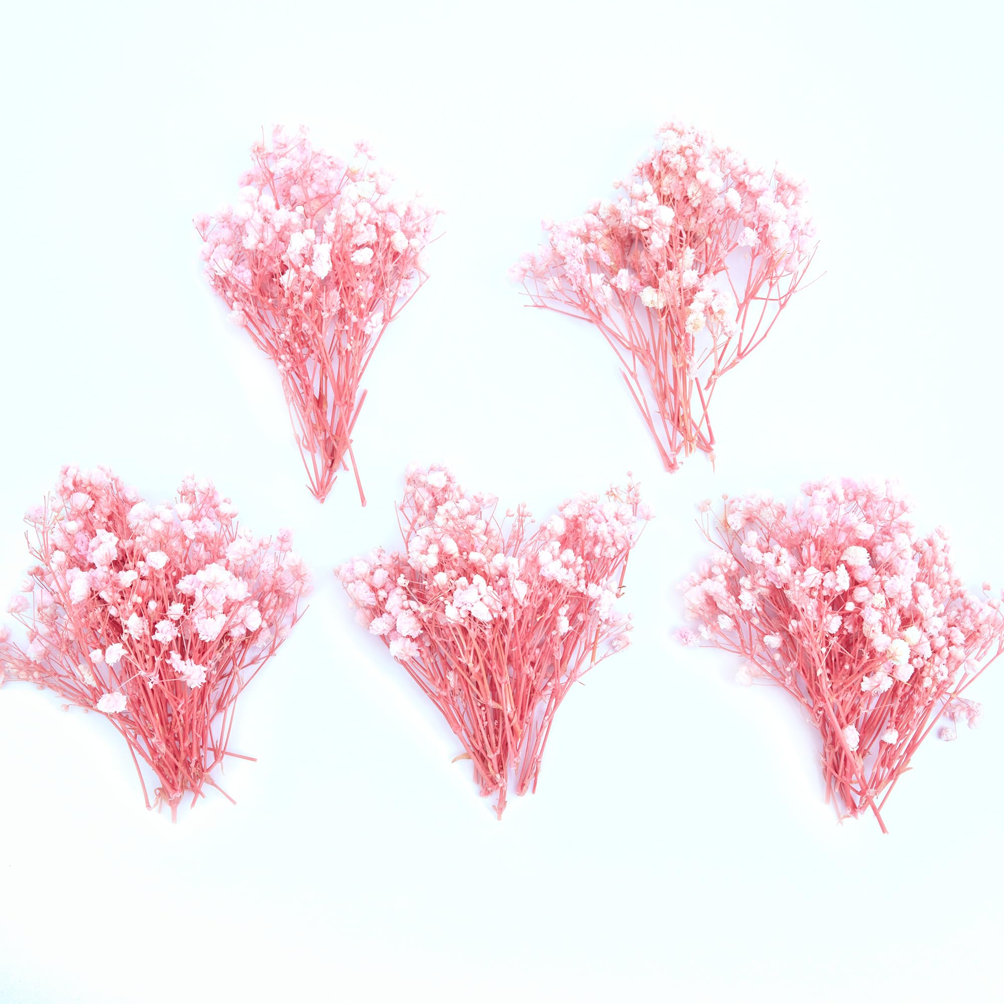Amazon.com: 50 pcs Mini Dried Pink Baby Breath Flower Pink Dried Flower ...