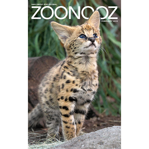 ZOONOOZ:Amazon.de:Appstore for Android