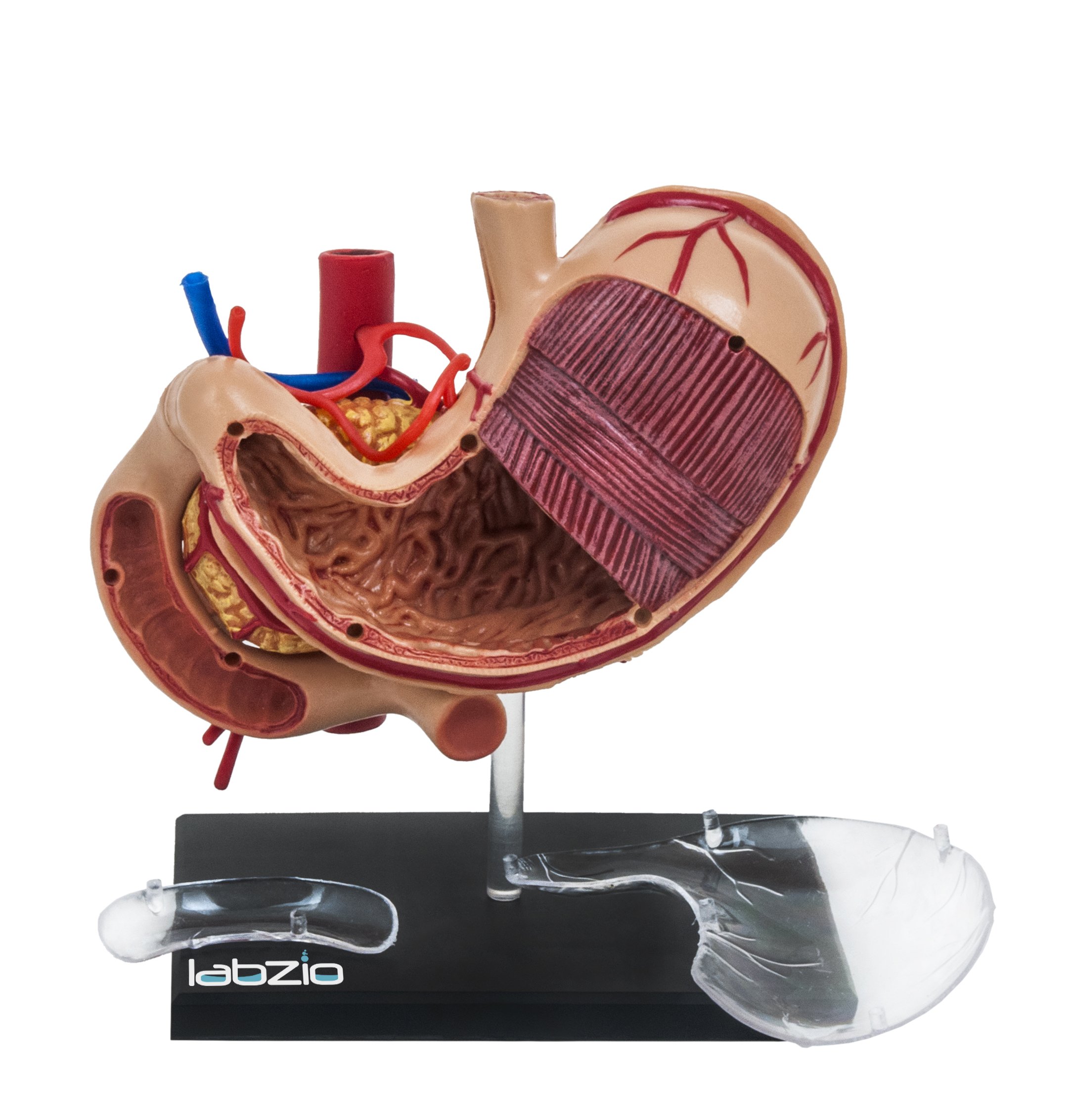 Labzio Eisco Deluxe 4d Human Stomach Medical Anatomical Model With 10 ...