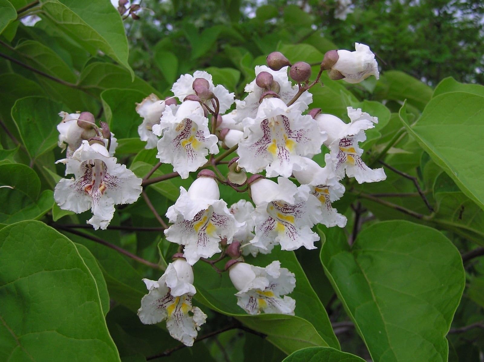 Amazon.com : 50 Northern Catalpa Tree Seeds, Catalpa Speciosa : Patio ...