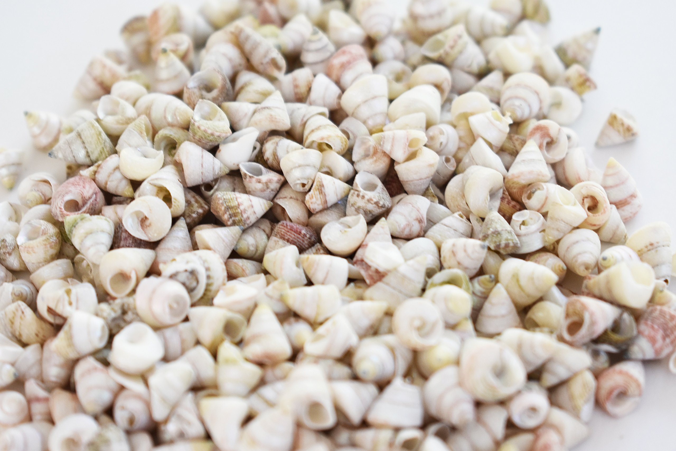 Amazon.com: 4 oz (600+) Very Tiny Venetian Pearls Mini Shells 1/4 ...