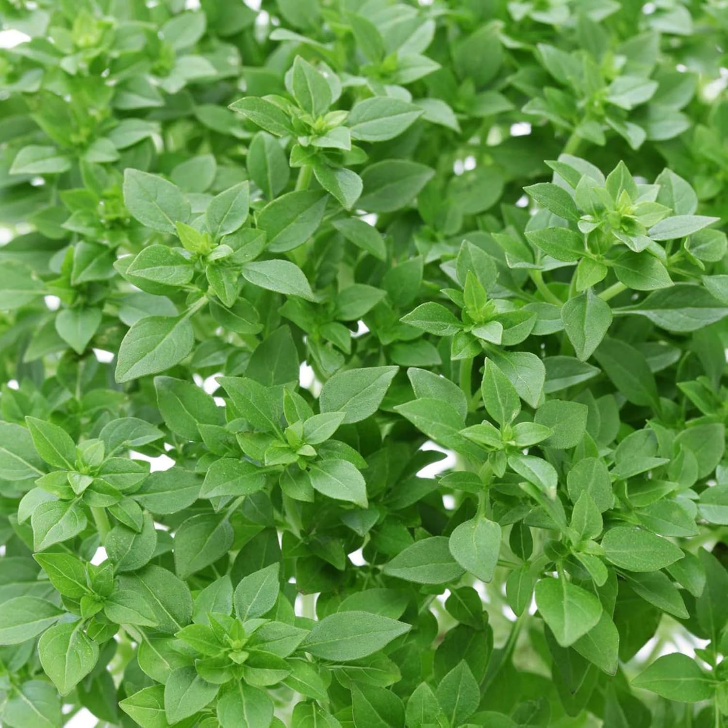 Amazon.com : Dwarf Greek Basil Seeds Ocimum Minimum Health Benefits ...