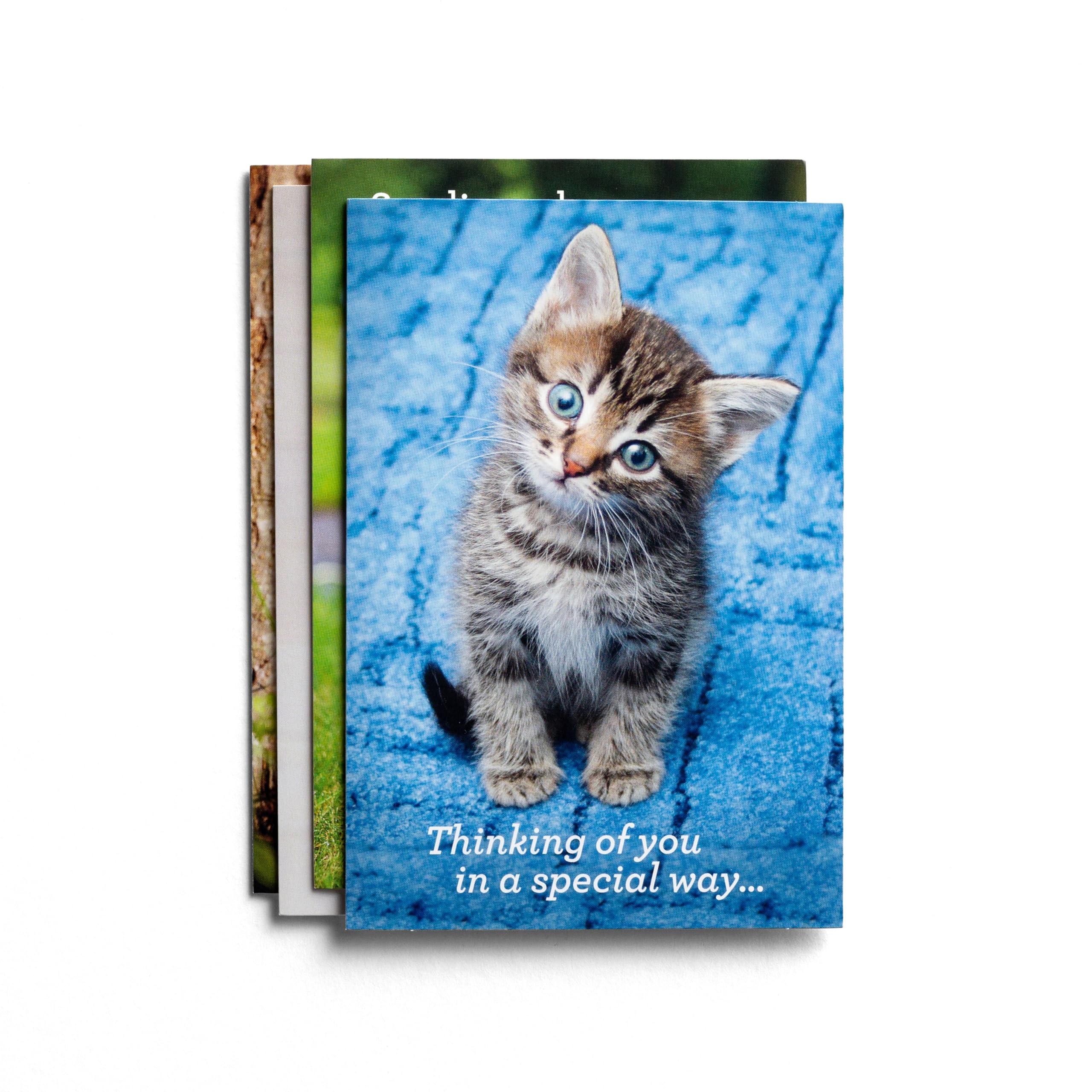 Amazon.com : DaySpring - Get Well - Thinking of You - Whiskers & Paws ...