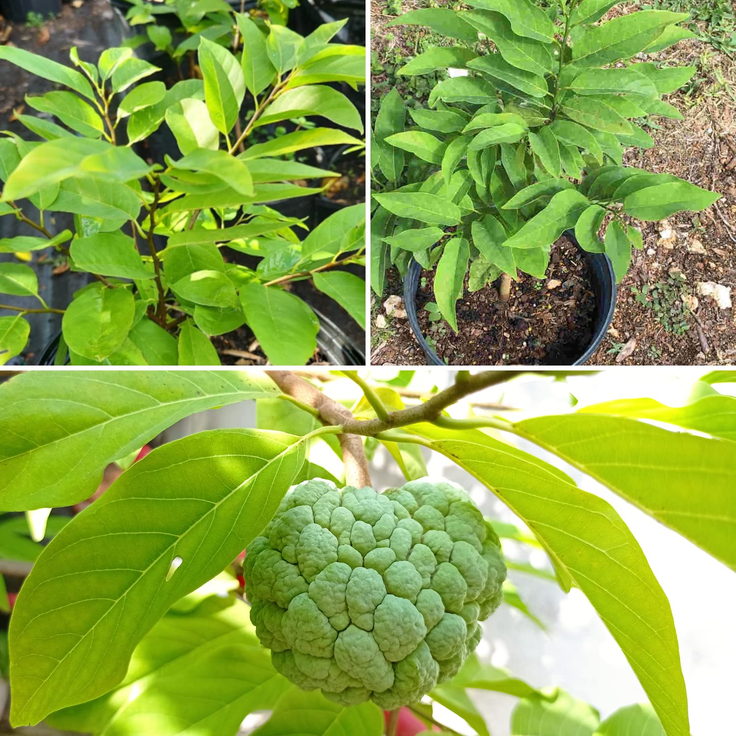 Sugar Apple Tree Leaves