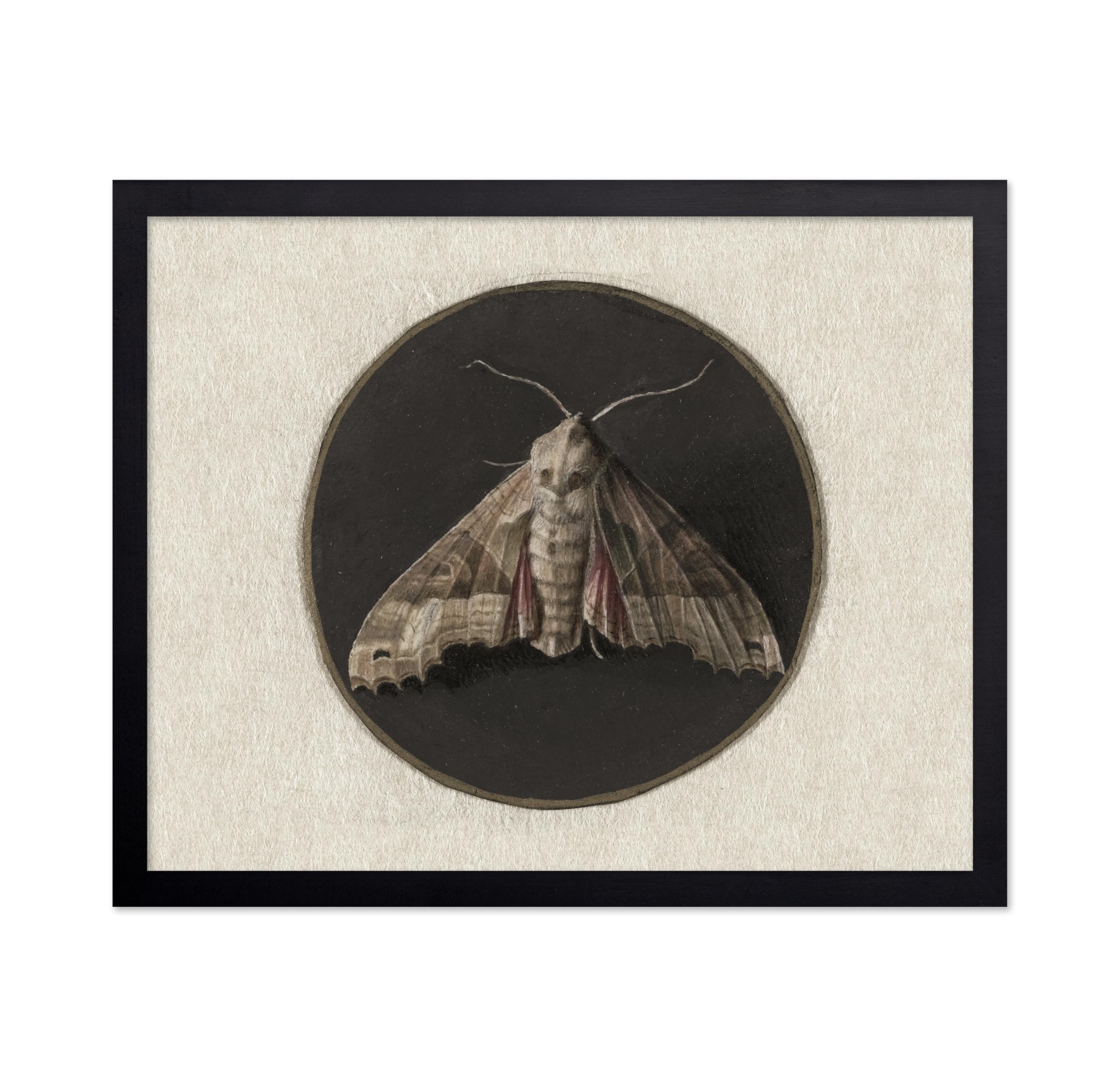 Amazon.com: Poster Master Vintage Moth Poster - Retro Rustic Moth Print ...