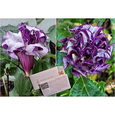 Amazon.com : Double Purple Devil Trumpet! 15 Seeds ! THIS WILL SLOW ...