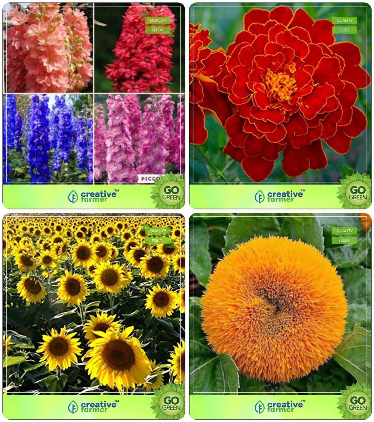 Creative Farmer Flower Seeds : Flower Seeds Mix Combo Larkspur-Giant ...